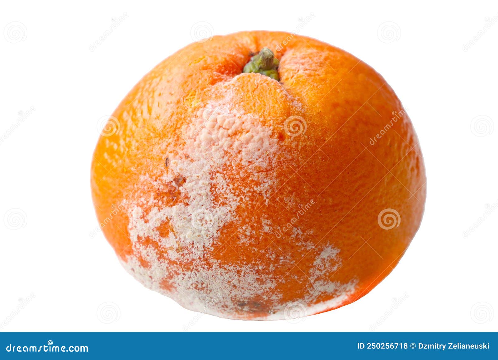 Close-up of a Spoiled Orange on a White Background. Fruit Isolate ...
