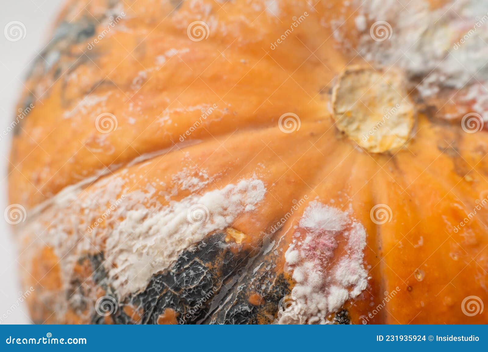 Close-up of a Spoiled Pumpkin in Mold Stock Photo - Image of squash ...
