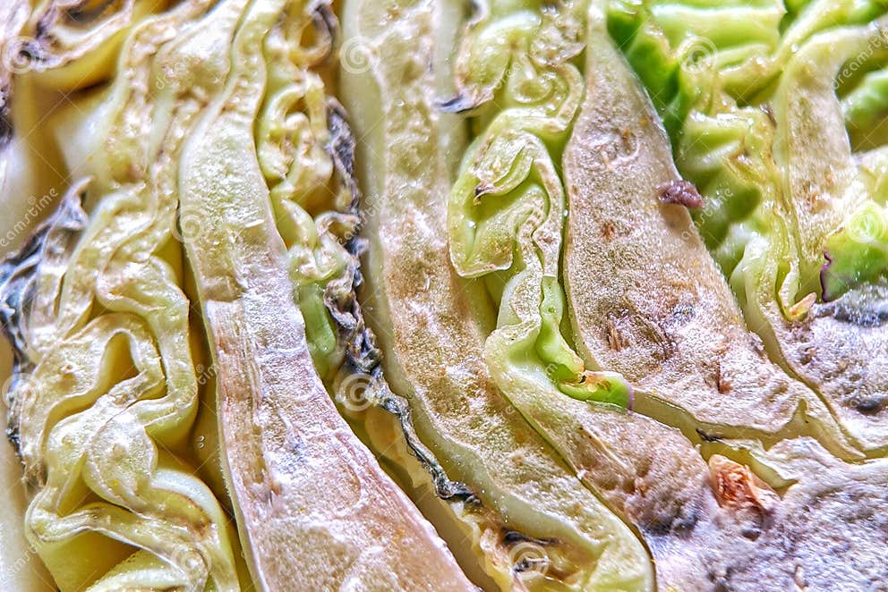 Close-up Spoiled Rotten Cabbage with Mold Isolated Stock Photo - Image ...