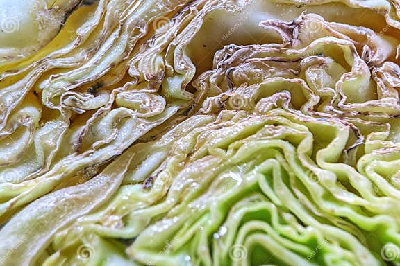 Close-up Spoiled Rotten Cabbage with Mold Isolated Stock Photo - Image ...