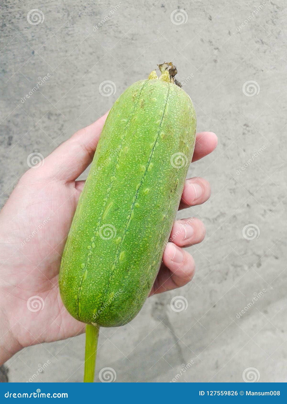 Sponge Gourd on hand stock photo. Image of vegetable - 127559826