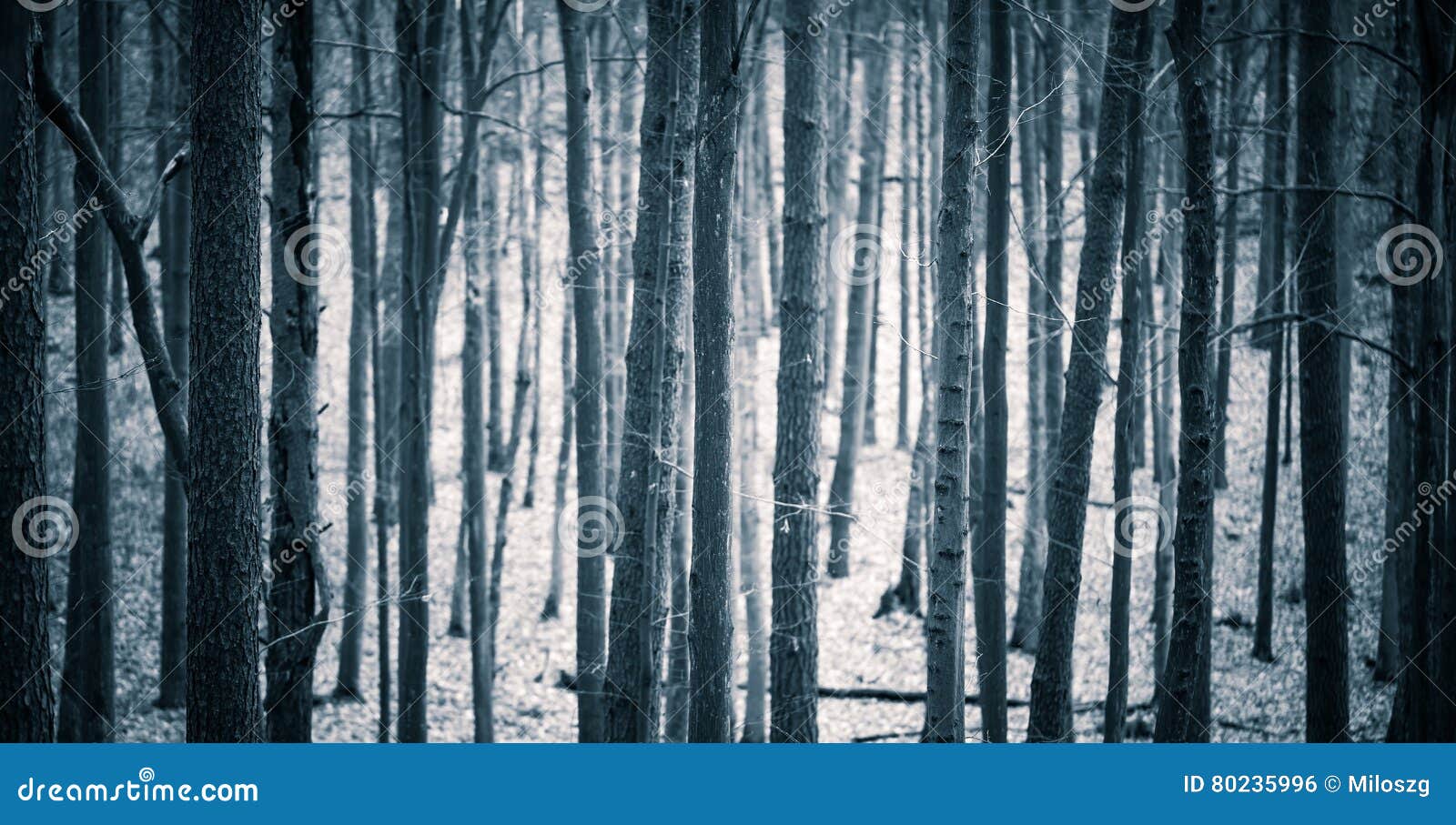 Close Up of Spooky Trees Trunks in Fall Forest Stock Photo - Image of ...