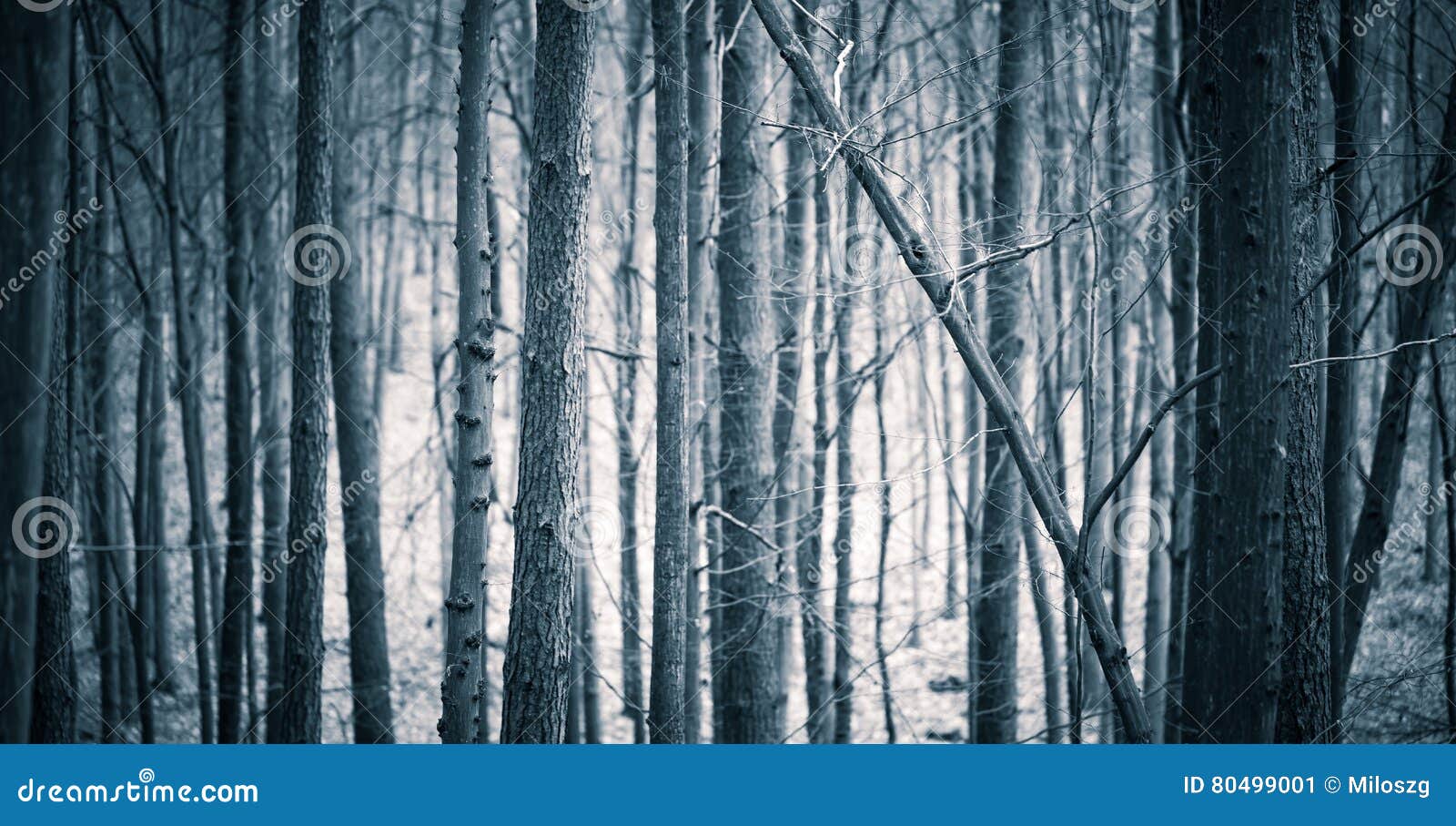 Close Up of Spooky Trees Trunks in Fall Forest Stock Image - Image of ...