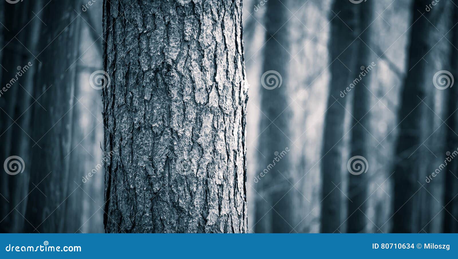 Close Up of Spooky Trees Trunks in Fall Forest Stock Photo - Image of ...