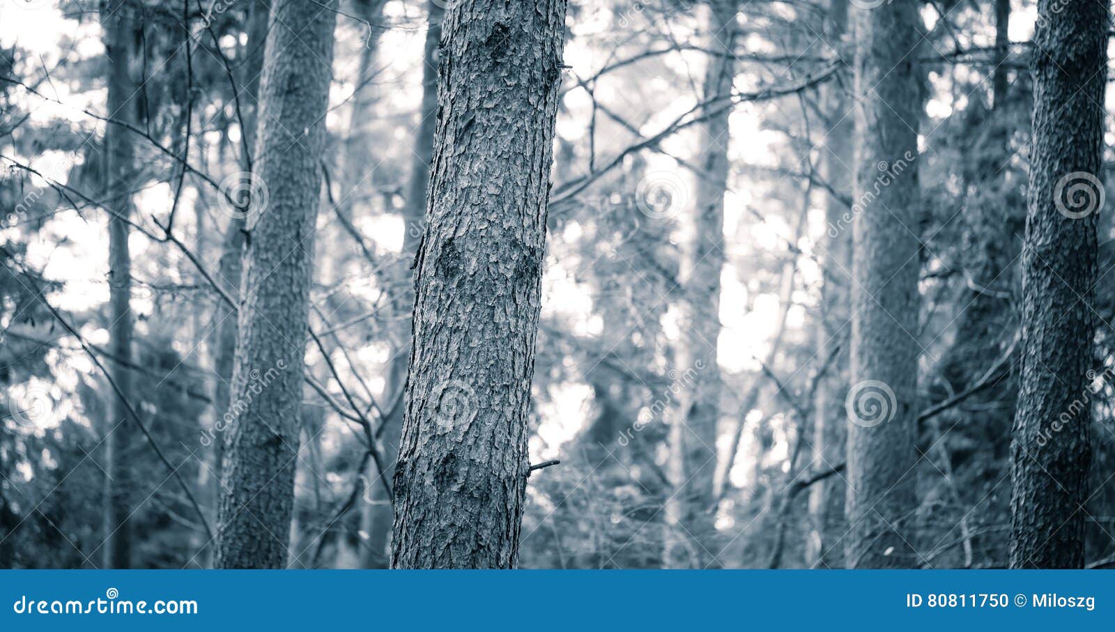 Close Up of Spooky Trees Trunks in Fall Forest Stock Photo - Image of ...