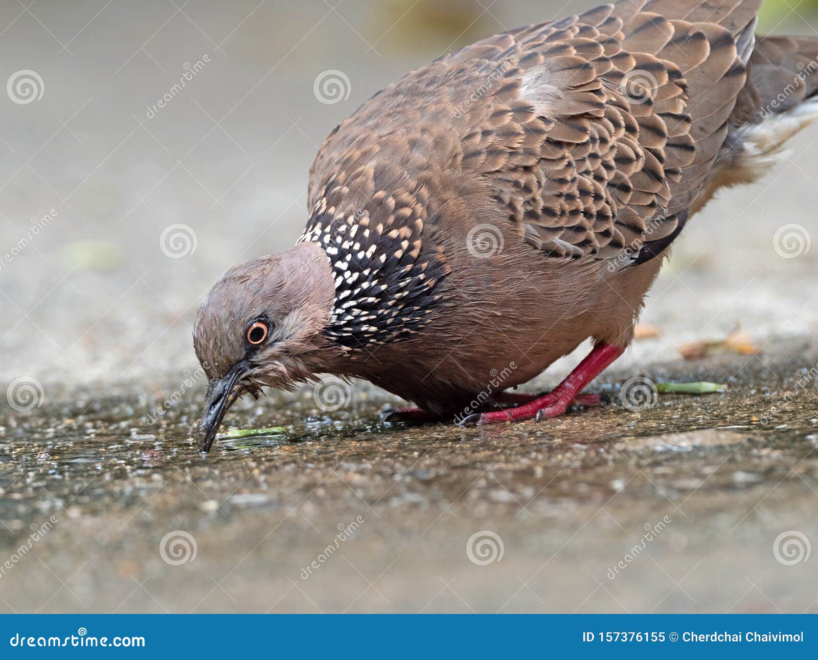 Close Up Spotted Dove Drinking Water on the Ground Stock Image - Image ...