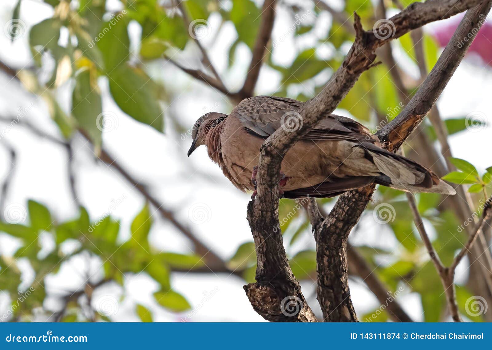 Close Up Spotted Dove Perched on Branch Isolated on Background Stock ...