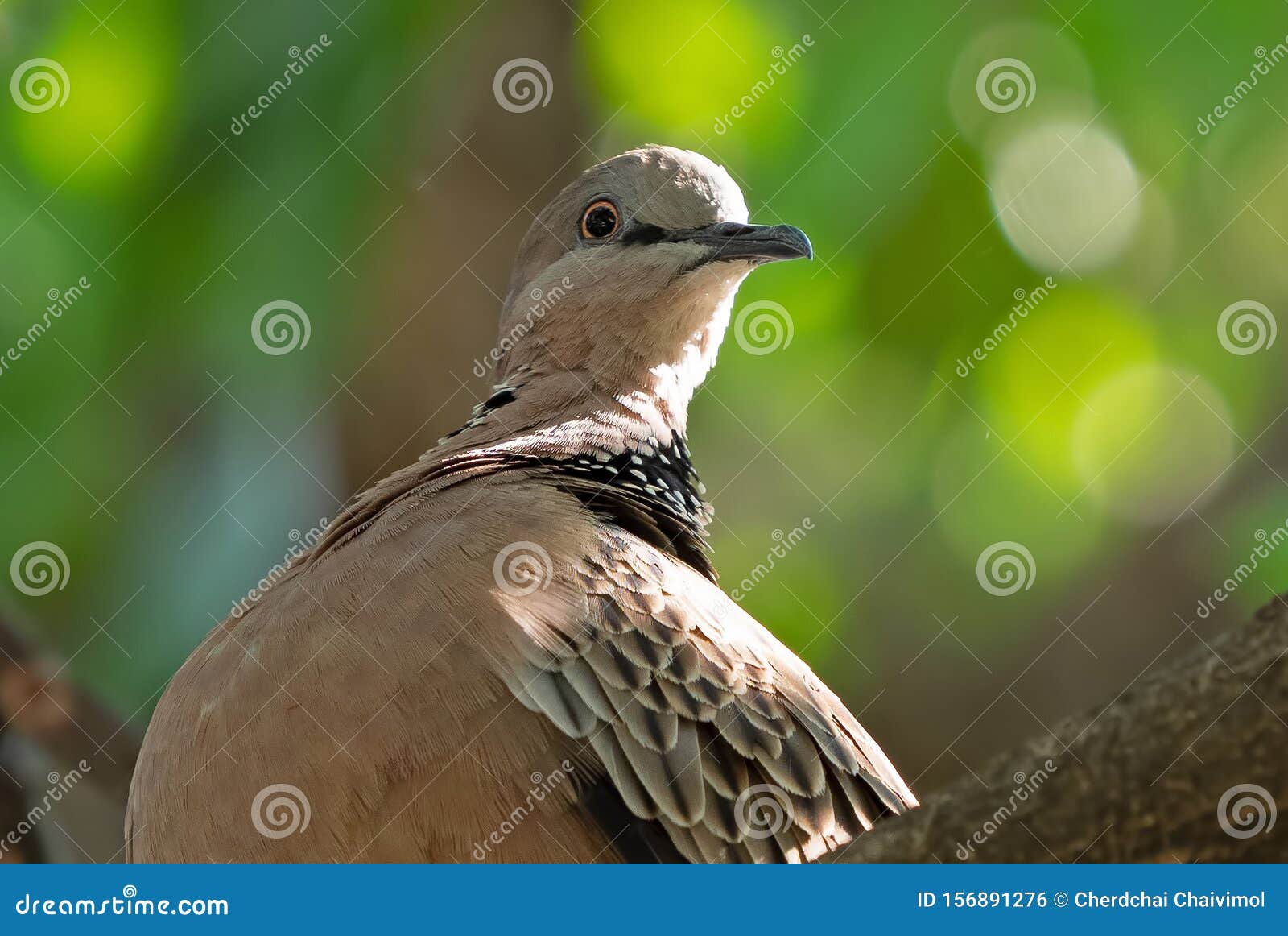 Close Up Spotted Dove Perched on Branch Isolated on Background Stock ...