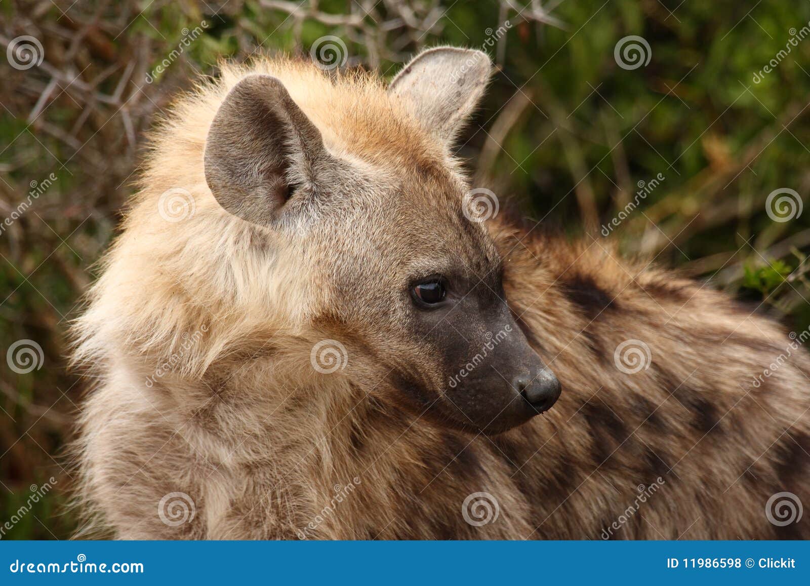 Close up of Spotted Hyena. stock photo. Image of eyes - 11986598