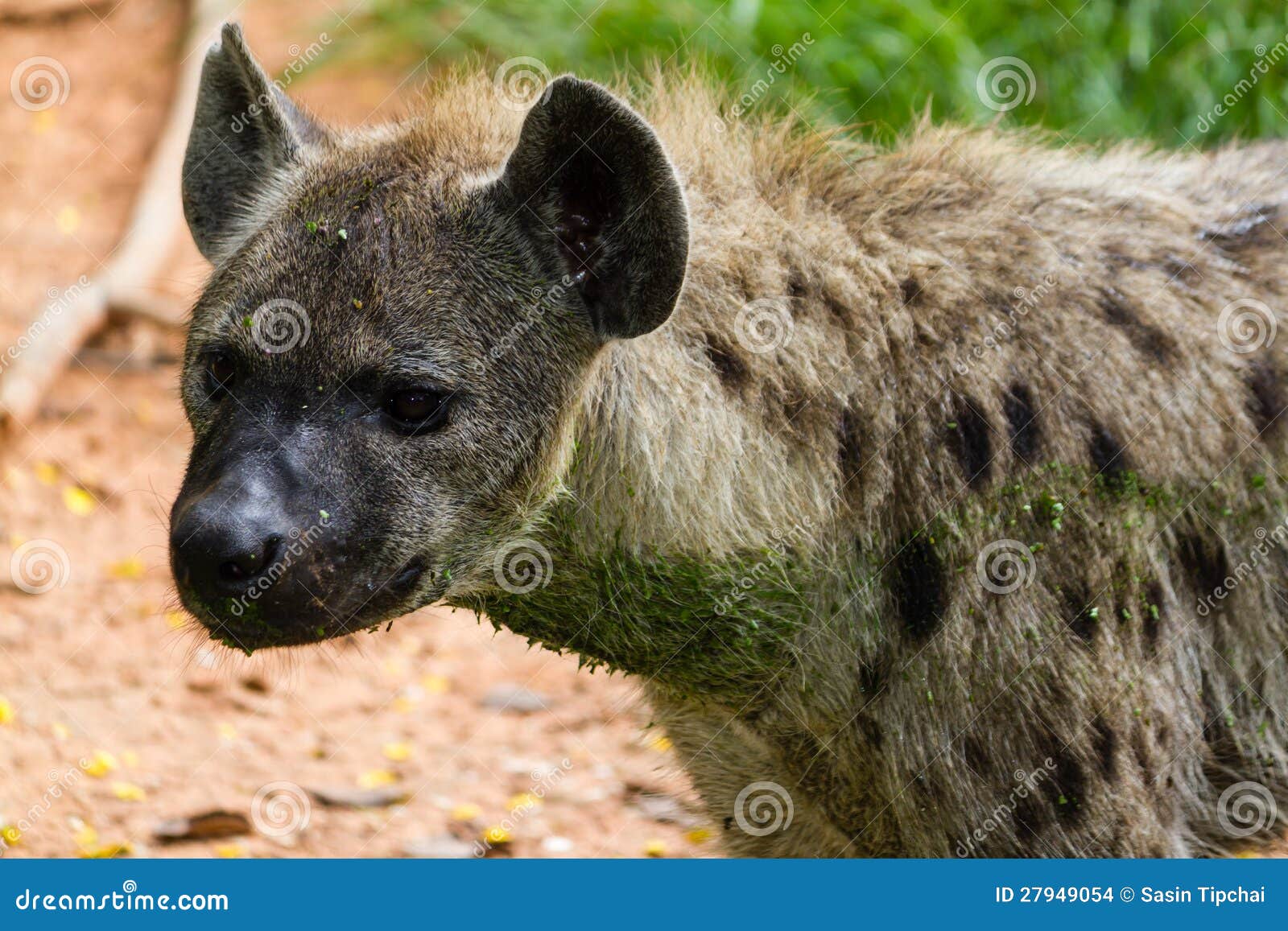 Close Up of a Spotted Hyena Stock Photo - Image of depth, eyes: 27949054
