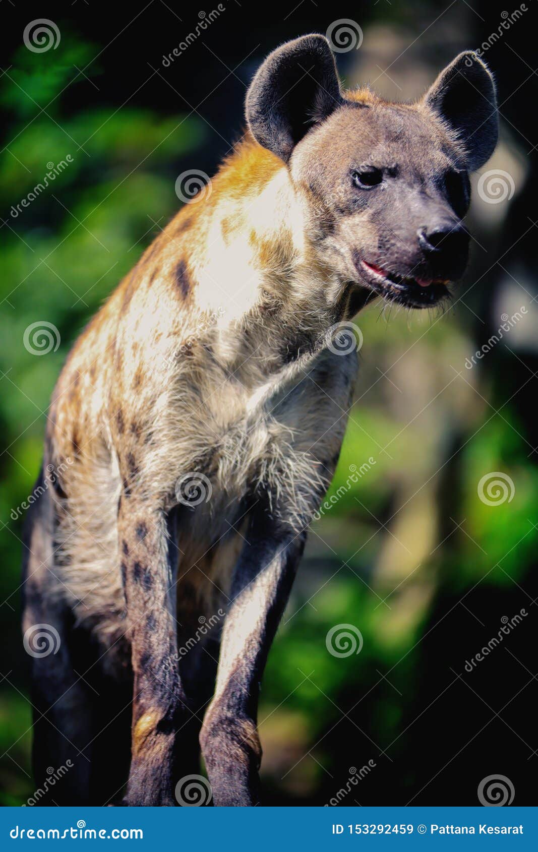 Close Up of a Spotted Hyena Stock Image - Image of brown, close: 153292459