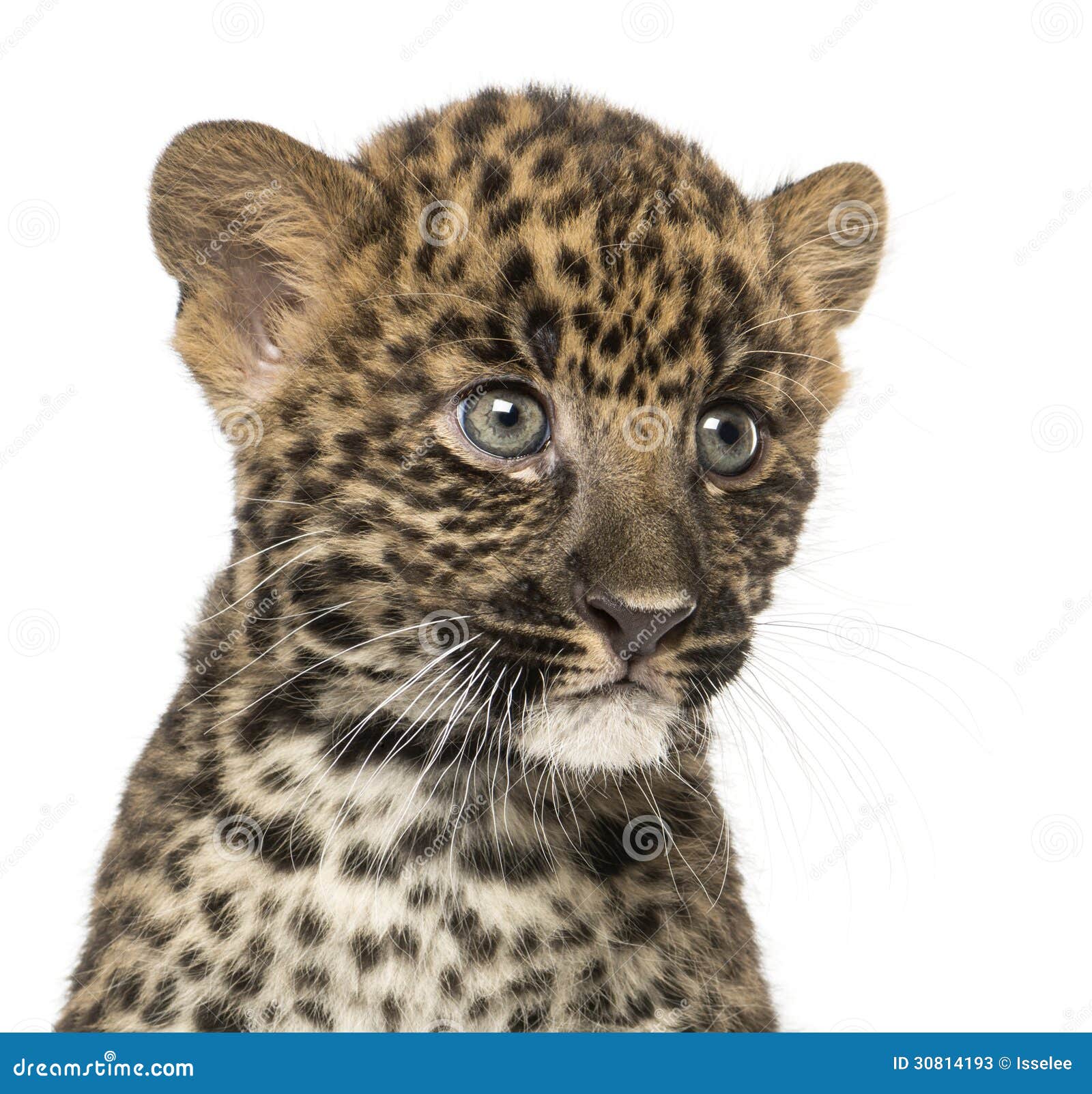 Close-up of a Spotted Leopard Cub - Panthera Pardu Stock Image - Image ...