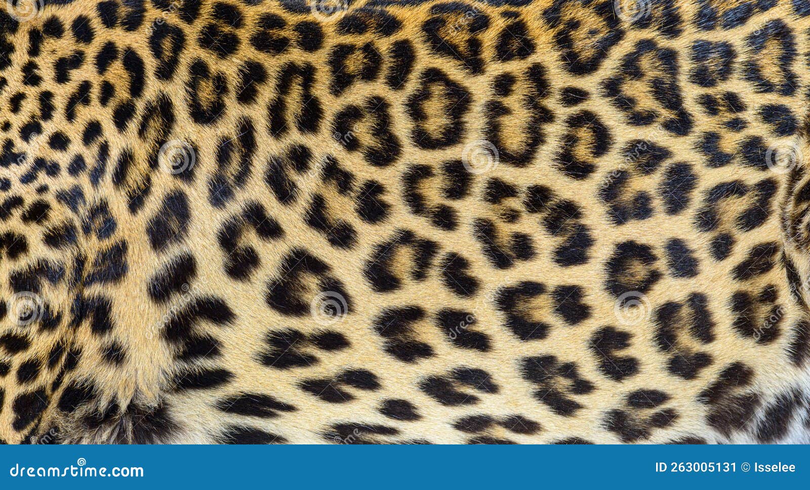 Close Up of Spotted Leopard Fur Texture Stock Image - Image of mammal ...