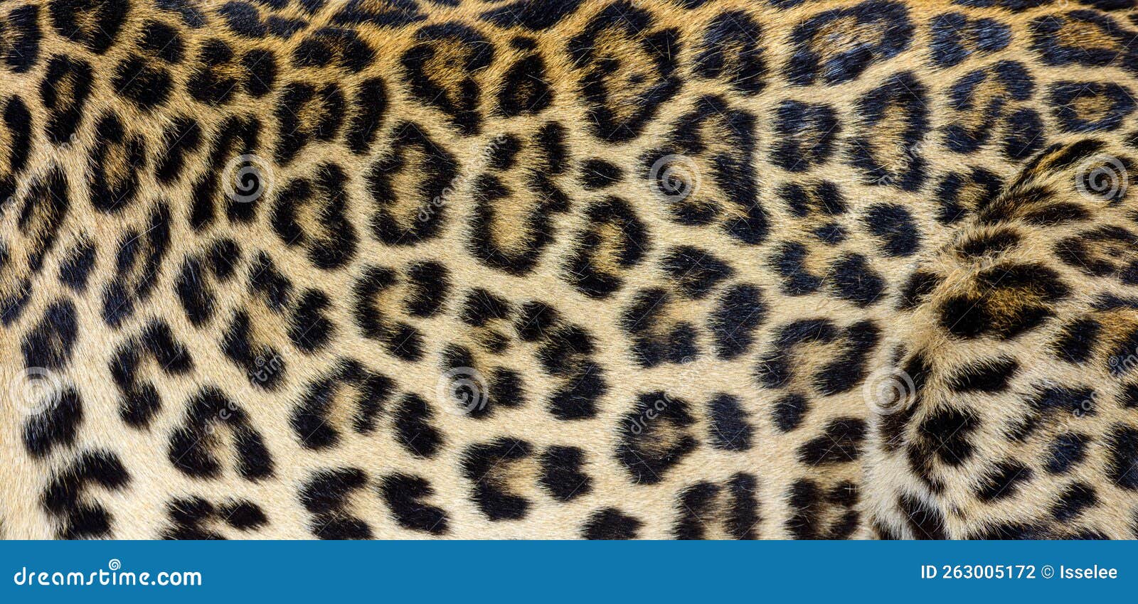 Close Up of Spotted Leopard Fur Texture Stock Photo - Image of africa ...