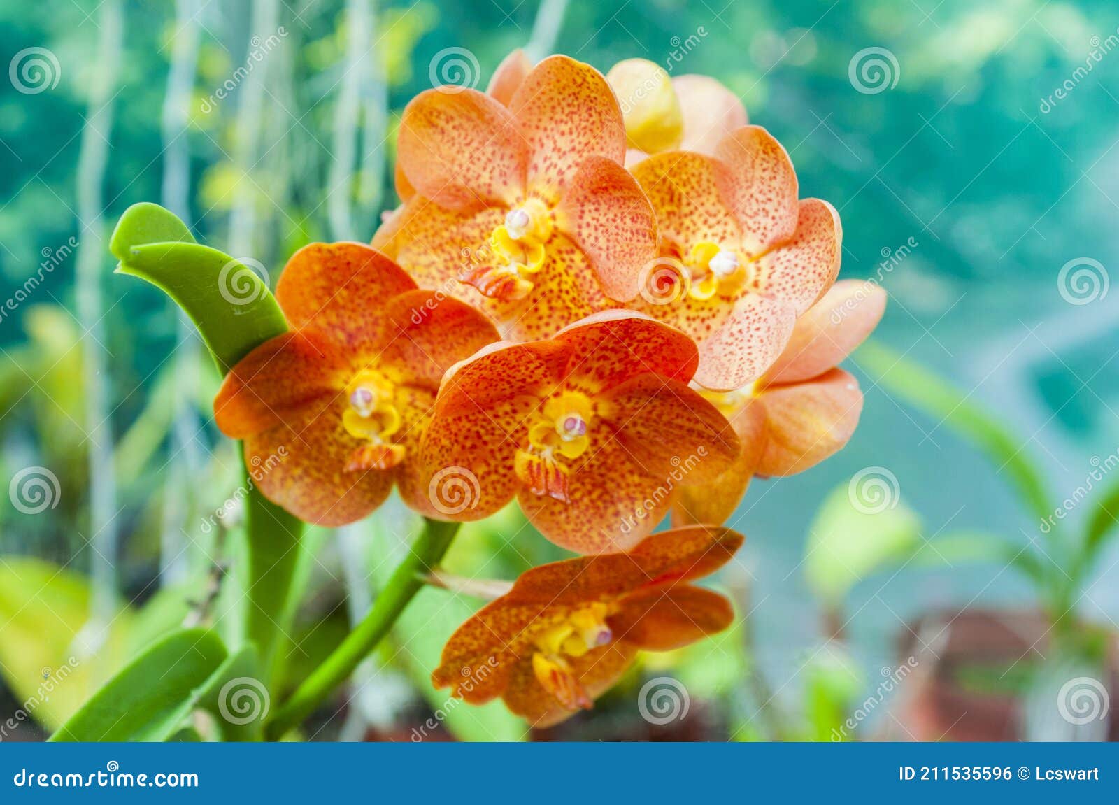 Close Up of Spotted Orange Vanda Orchid Stock Photo - Image of floral ...