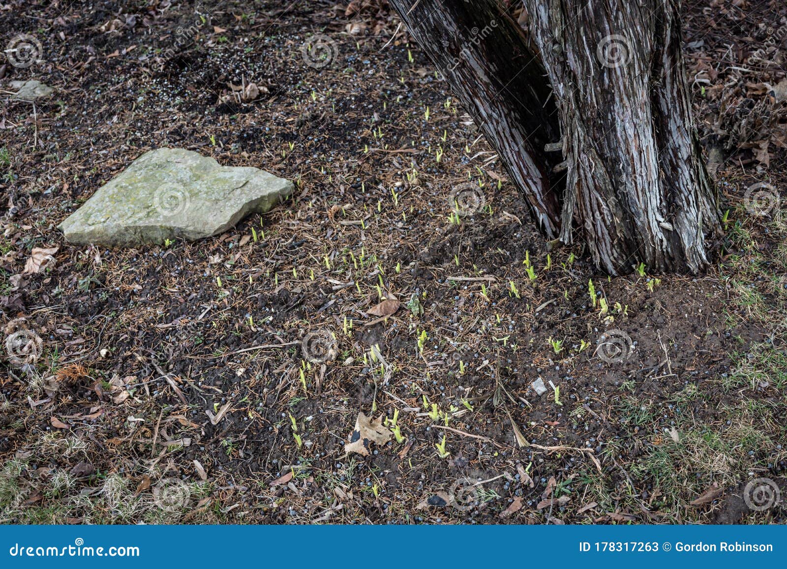 Close-up of Spouting Perennials in Border Garden Stock Image - Image of ...