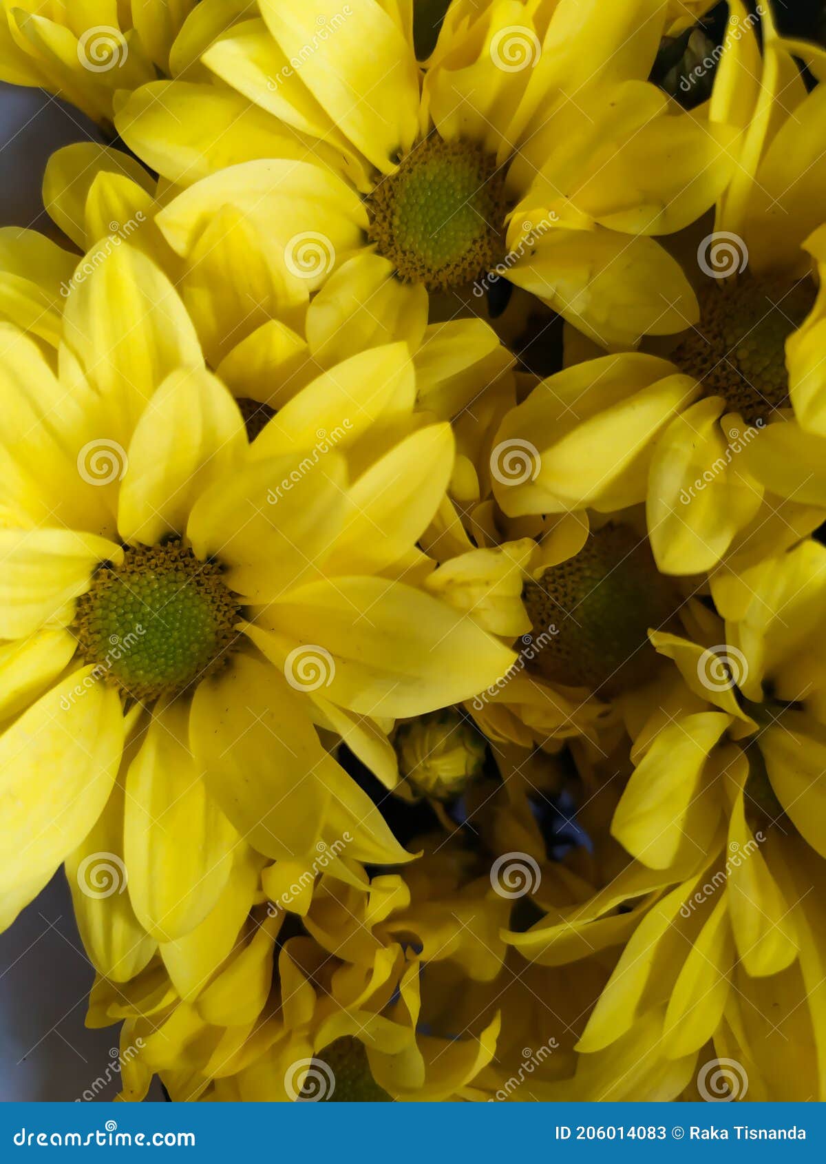Atlantis Yellow Flowers Stock Photos - Free & Royalty-Free Stock Photos ...