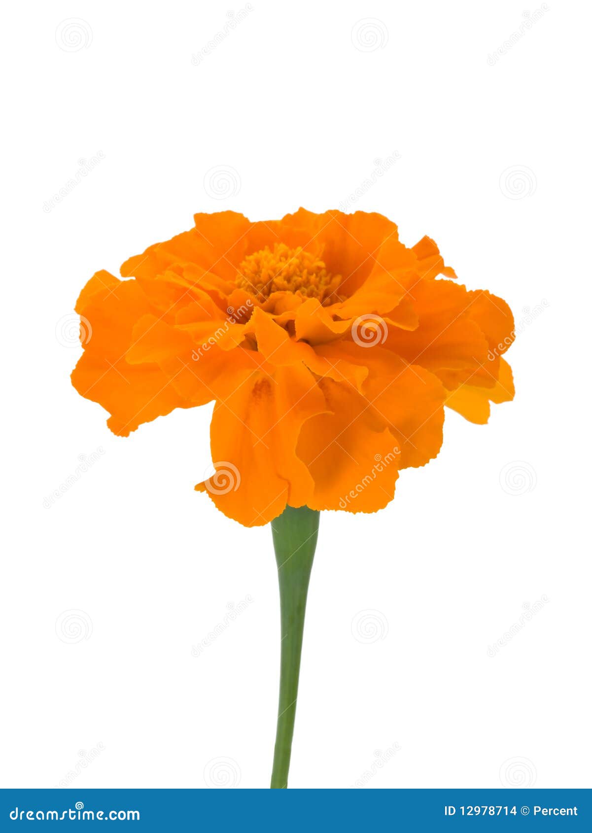 Close-up Spreading Marigold Stock Photo - Image of marigold, green ...