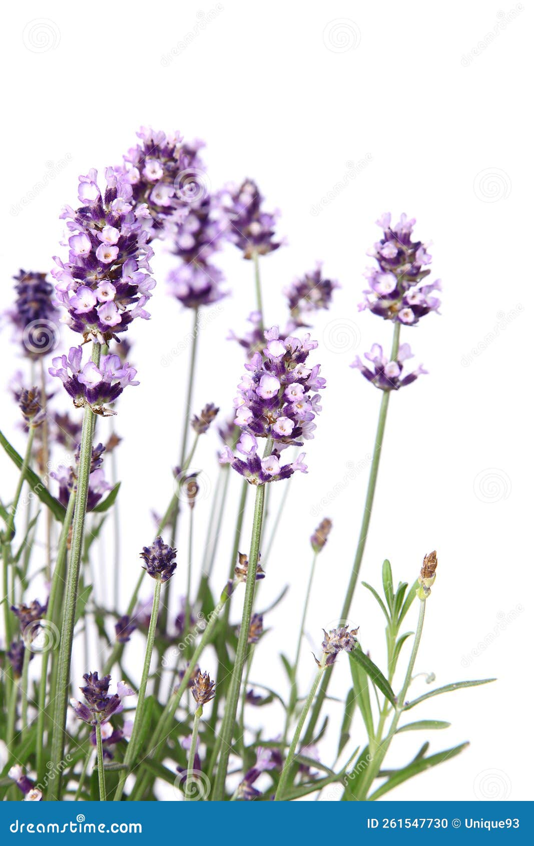 Sprigs of Lavender in Bloom Stock Photo - Image of perfume ...