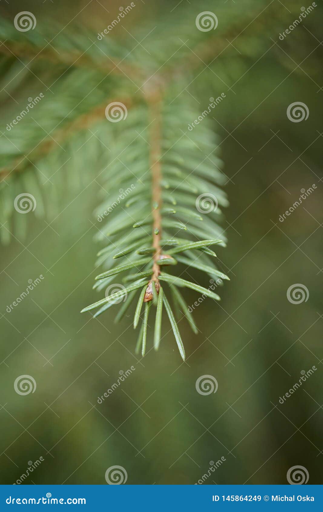 Close Up of Sprigs of Spruce in Spring Sunny Forest Stock Image - Image ...
