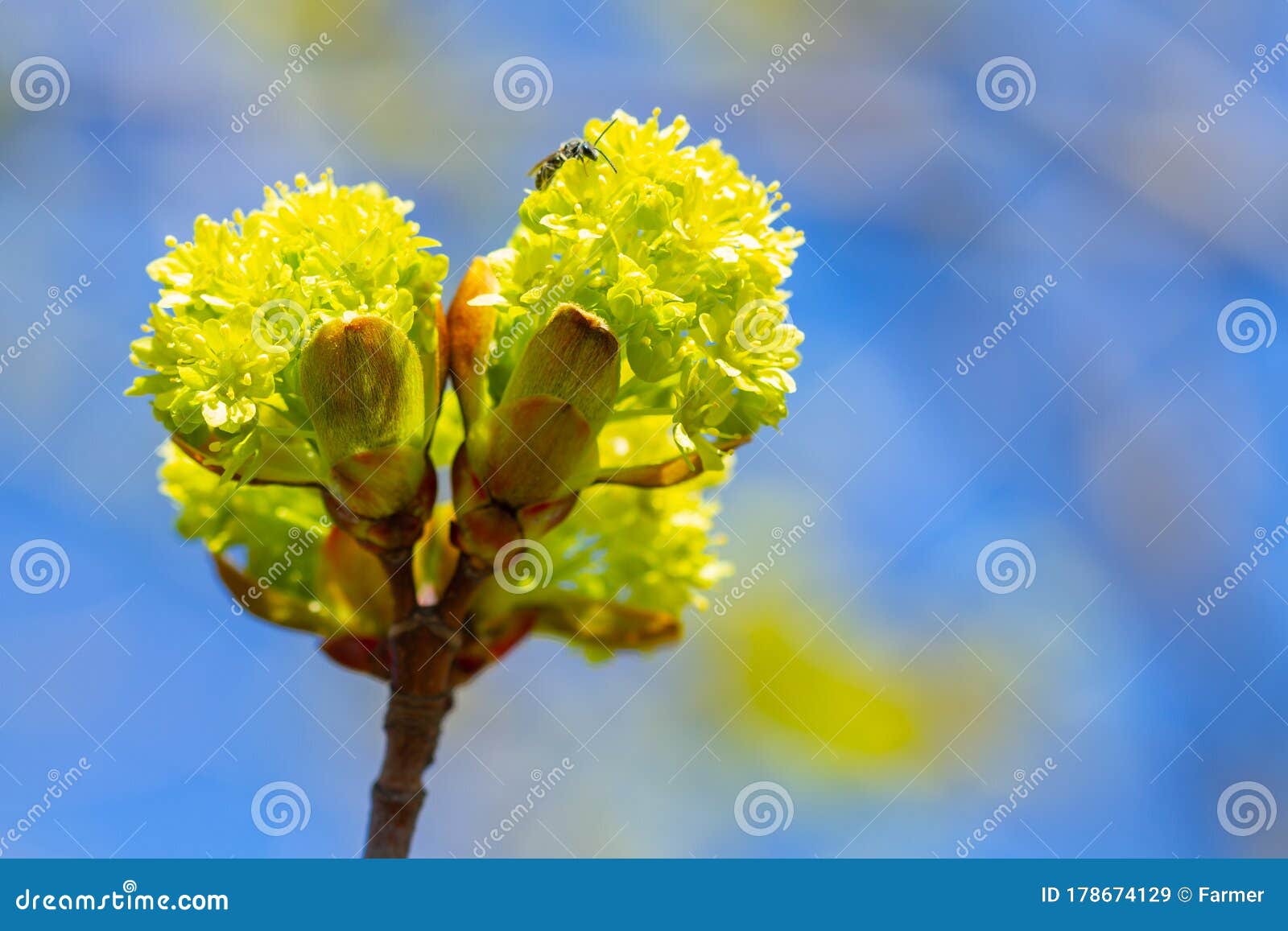 Close-up of Spring Buds on Maple Tree Stock Image - Image of foliage ...
