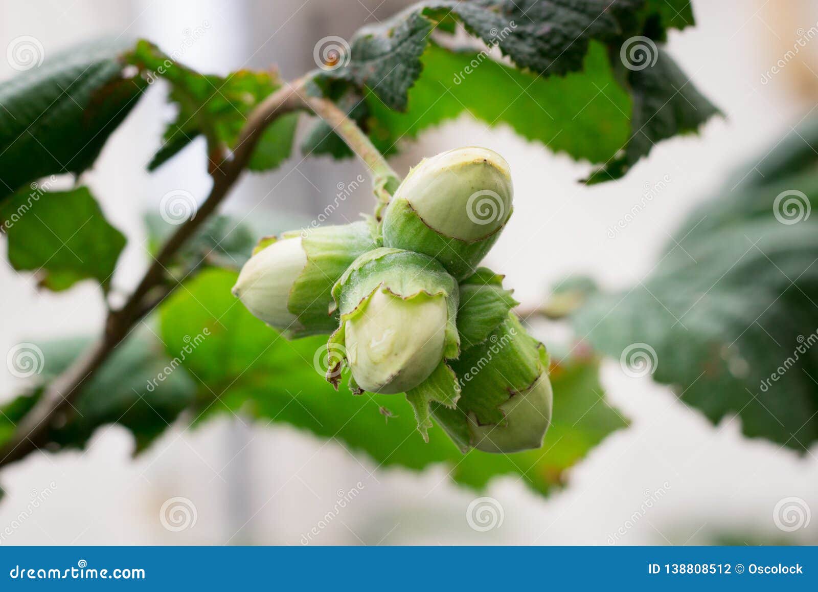 Close-up of Spring Bunch of Filbert Hazel Nuts among Leaves of Bush ...