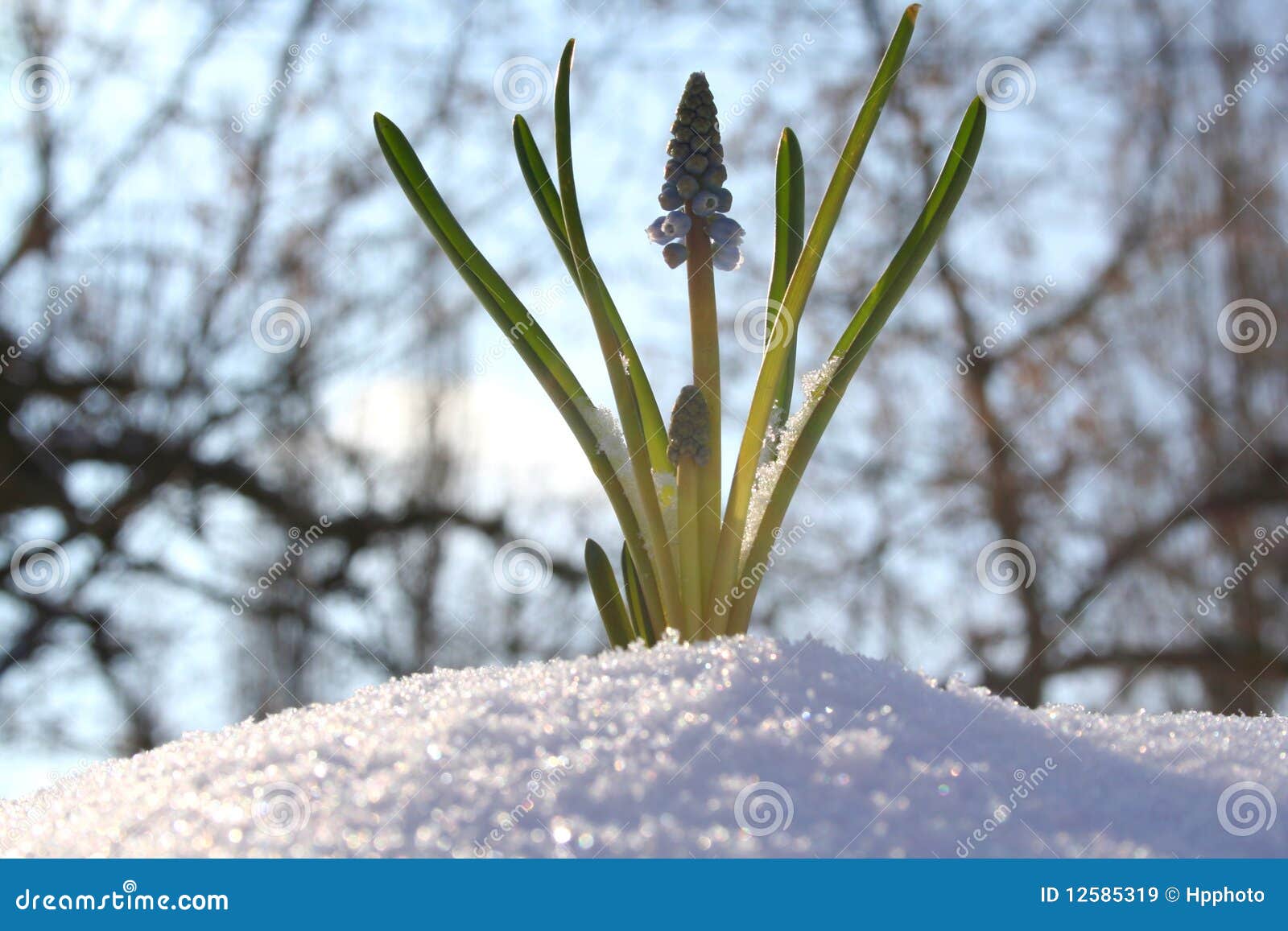 Close up of spring flower stock image. Image of natural - 12585319