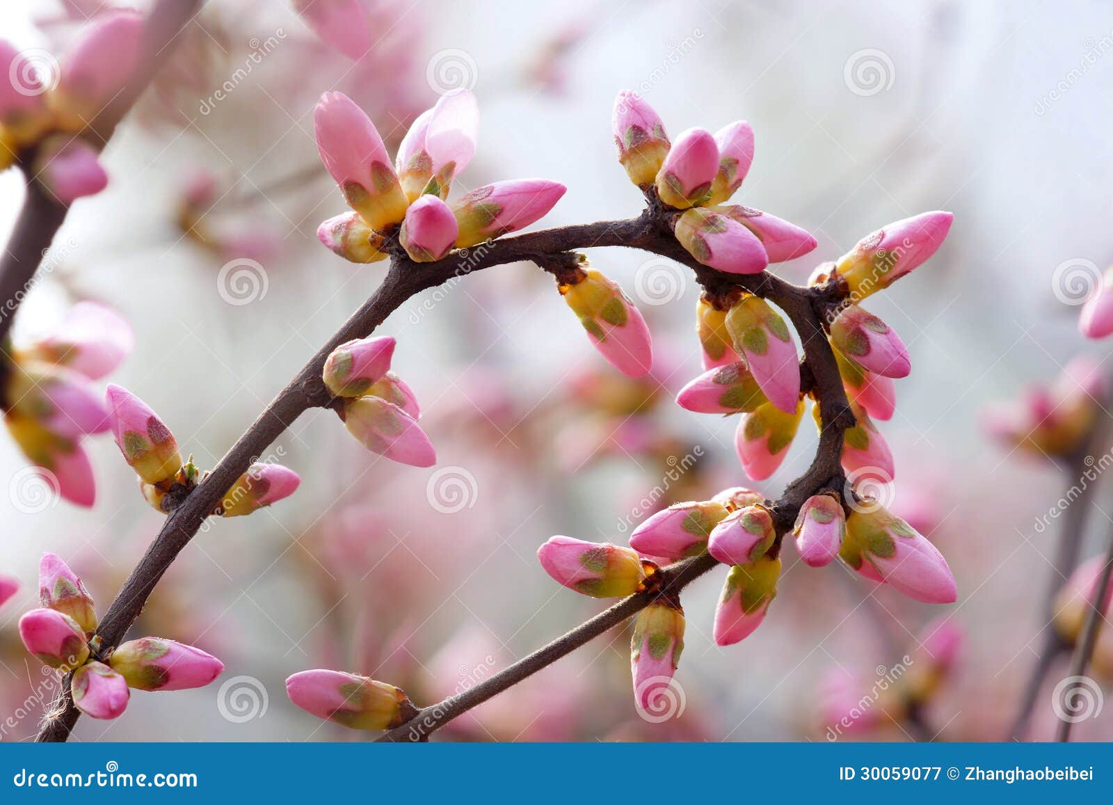 Flower buds stock image. Image of buds, plum, flowering - 30059077