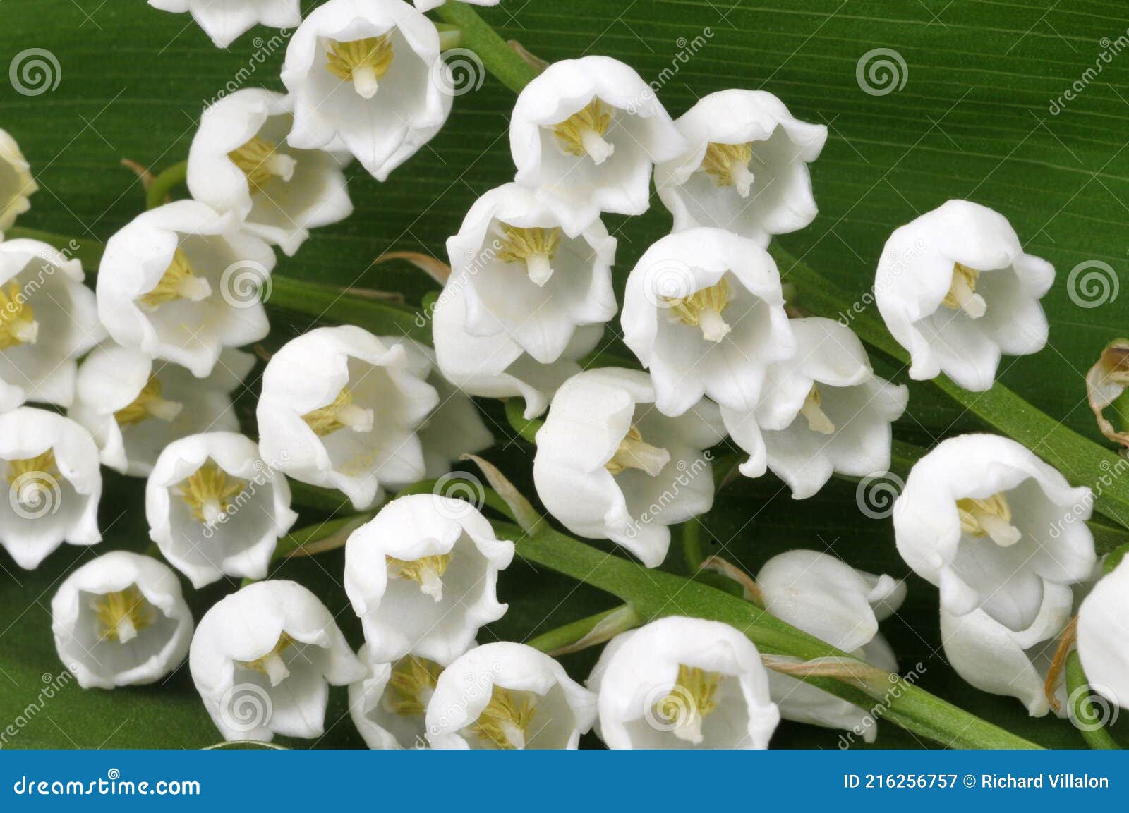 Close-up Lily of the Valley Bells Stock Image - Image of flora, bell ...