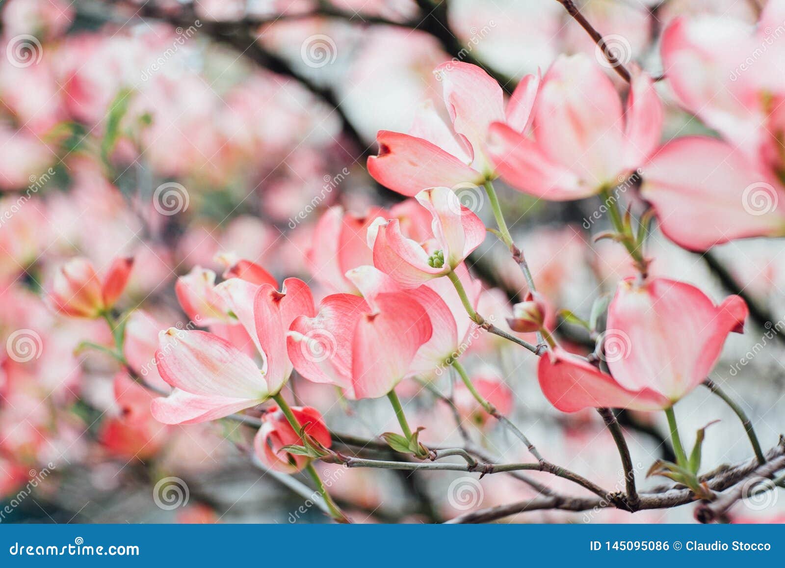 Spring Flowering of Cornus Florida on Blurred Background Stock Photo ...