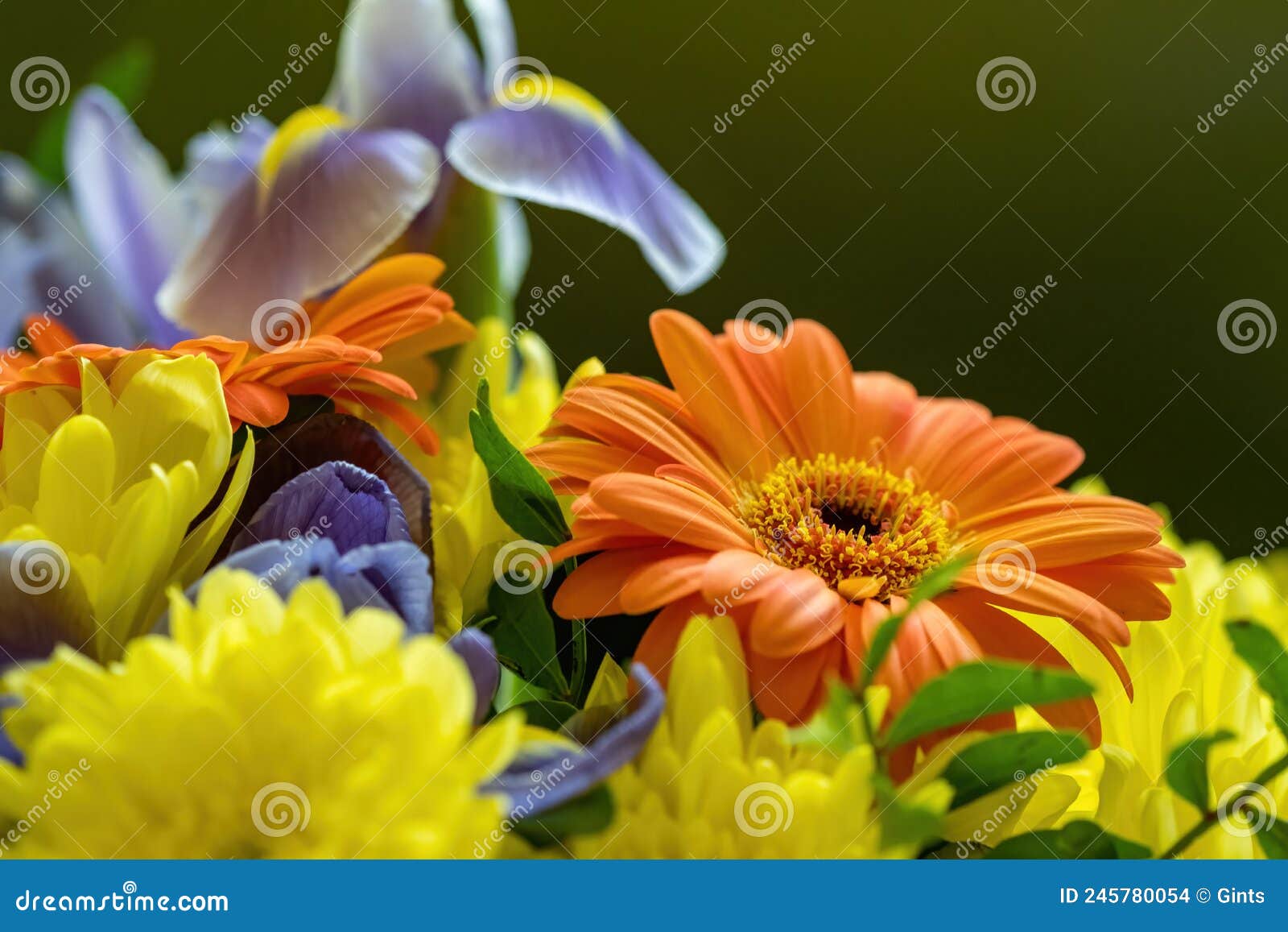 Close-up of spring flowers stock photo. Image of beautiful - 245780054