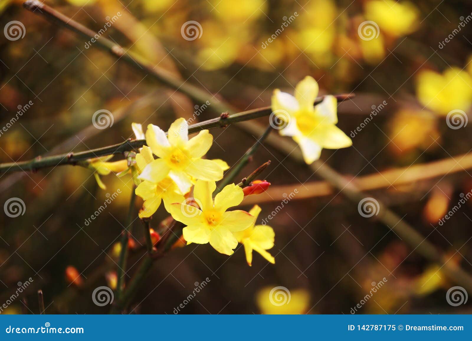 Spring Flowers in the Sunshine Stock Image - Image of fields, plants ...