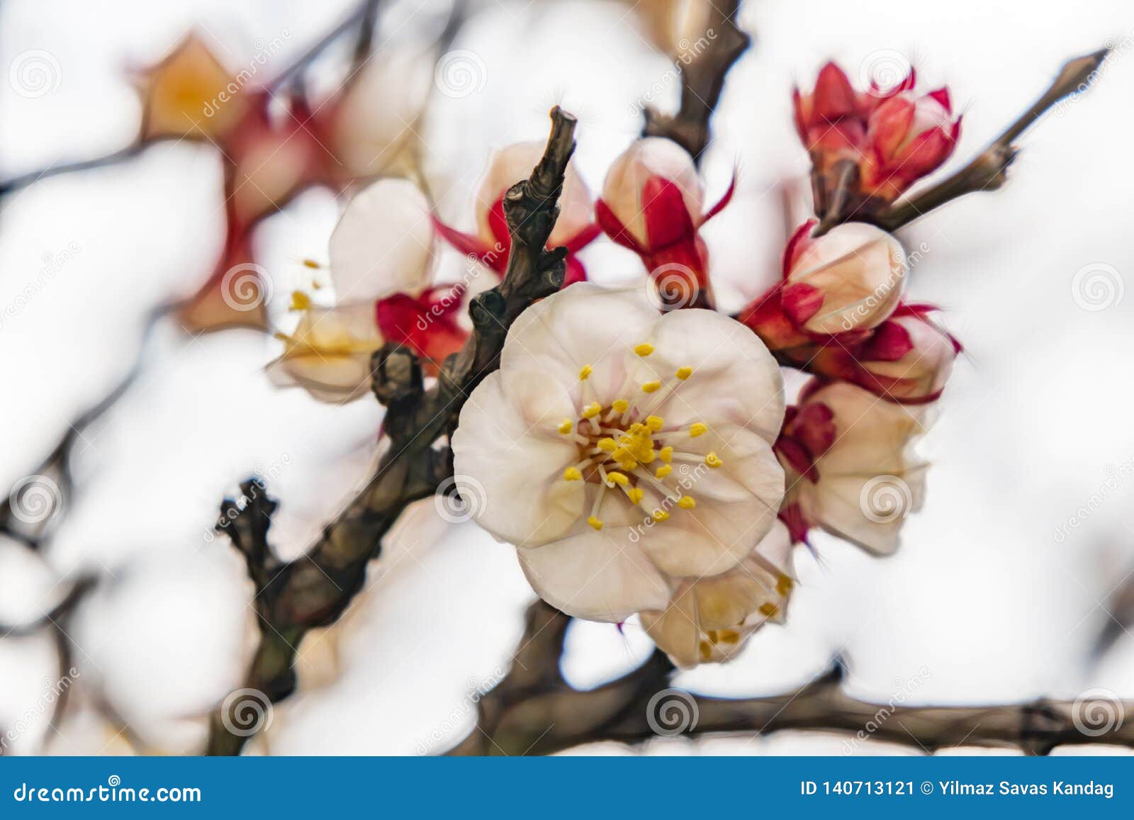 Spring Flowers on Tree Branches in Nature Stock Image - Image of bloom ...