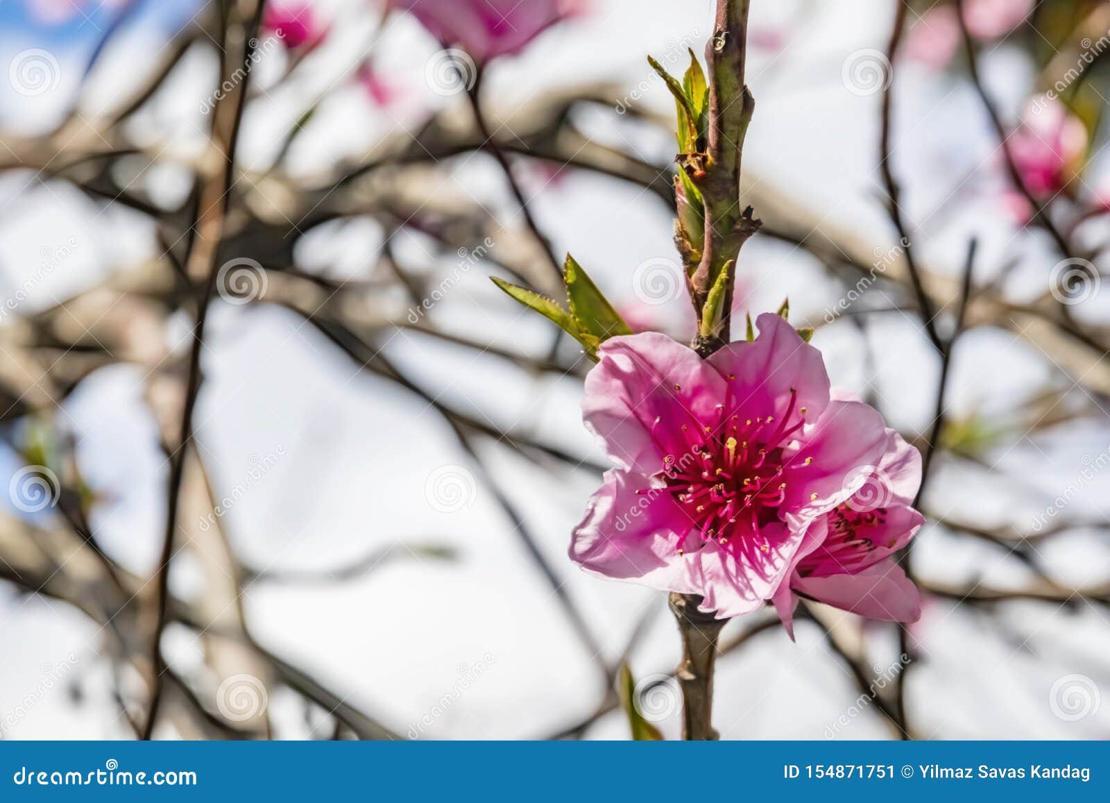 Spring Flowers on Tree Branches in Nature Stock Image - Image of branch ...