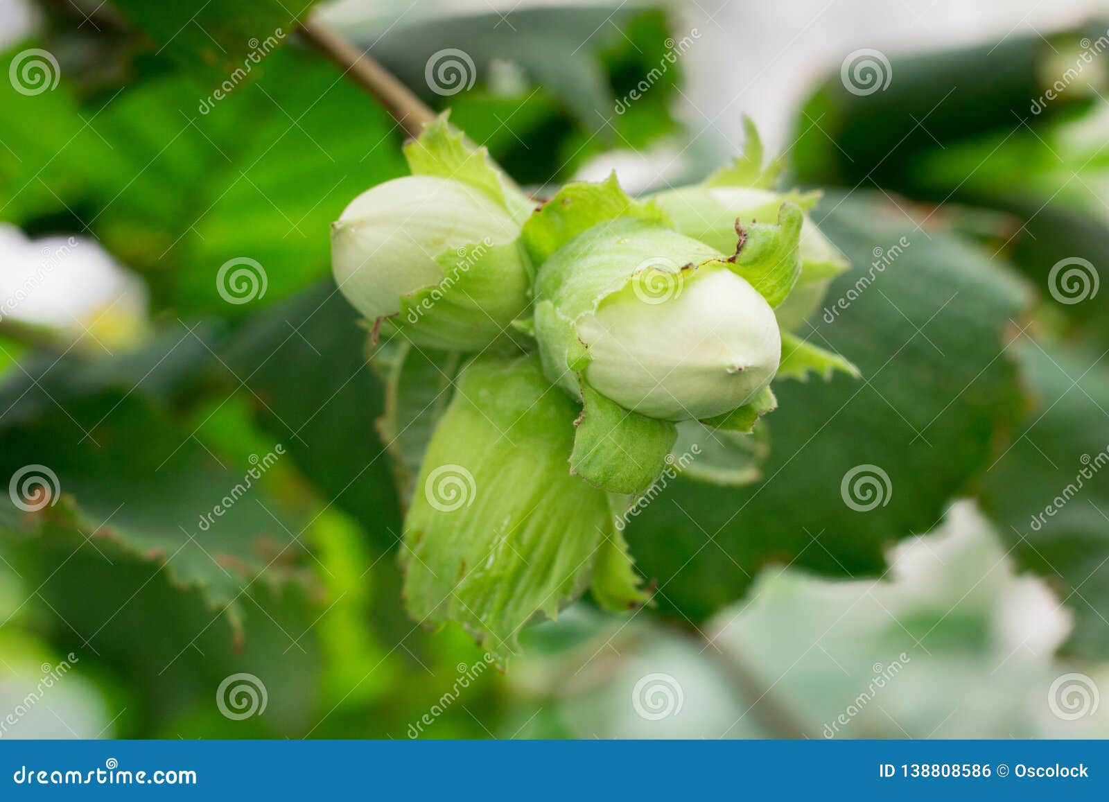 Close-up of Spring Green Bunch of Filbert Hazel Nuts among Leaves of ...