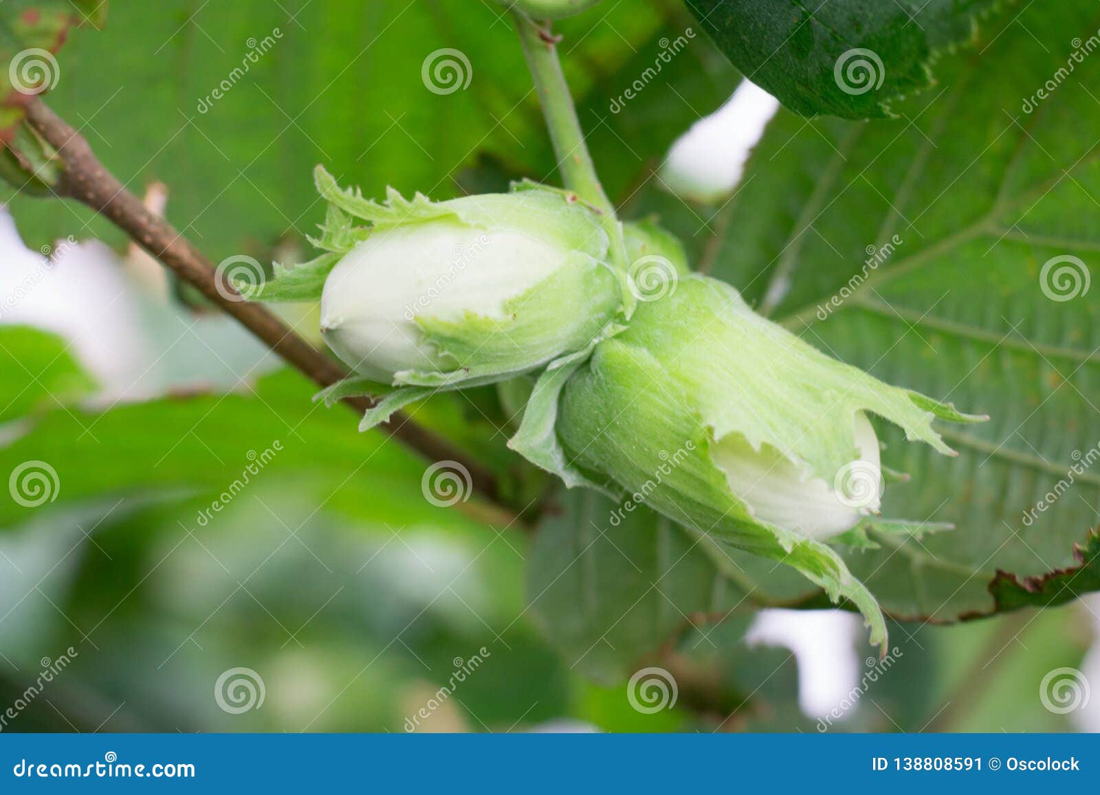 Close-up of Spring Green Bunch of Filbert Hazel Nuts among Leaves of ...
