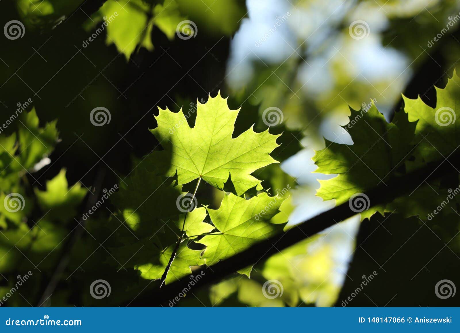 Close Up of Spring Maple Leaf in the Forest Backlit by the Morning Sun ...
