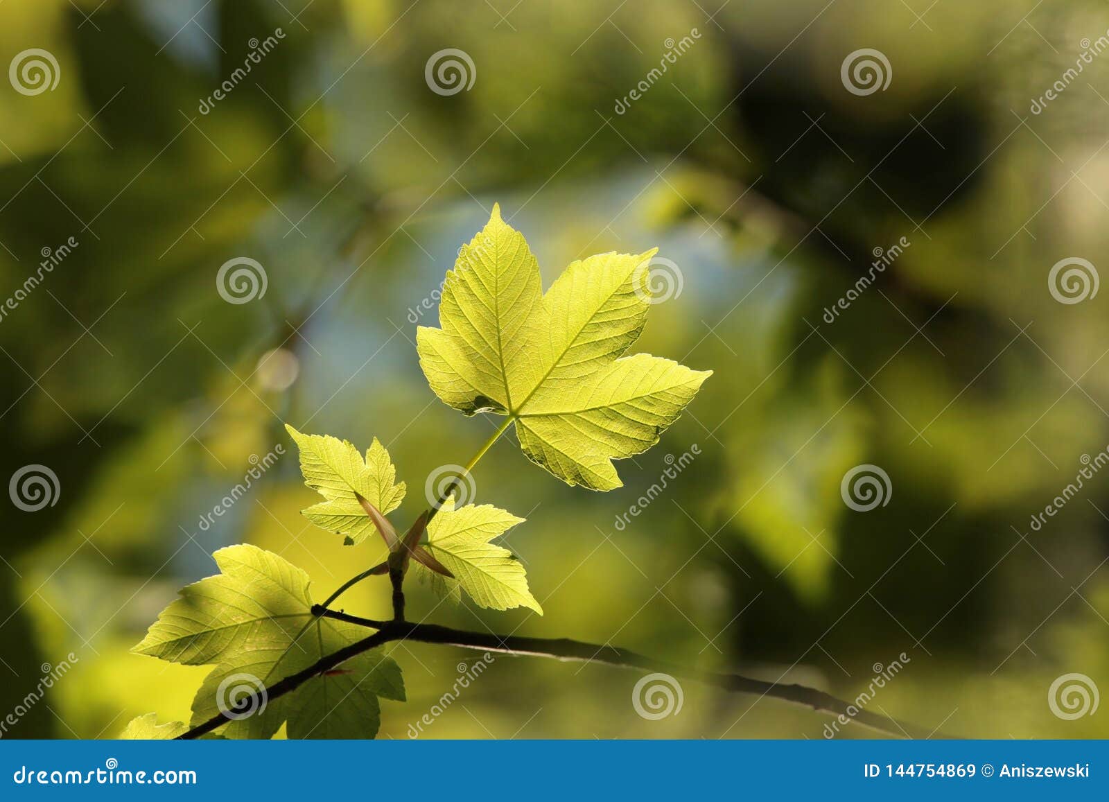 Close Up of Spring Maple Leaves in the Forest Backlit by the Morning ...