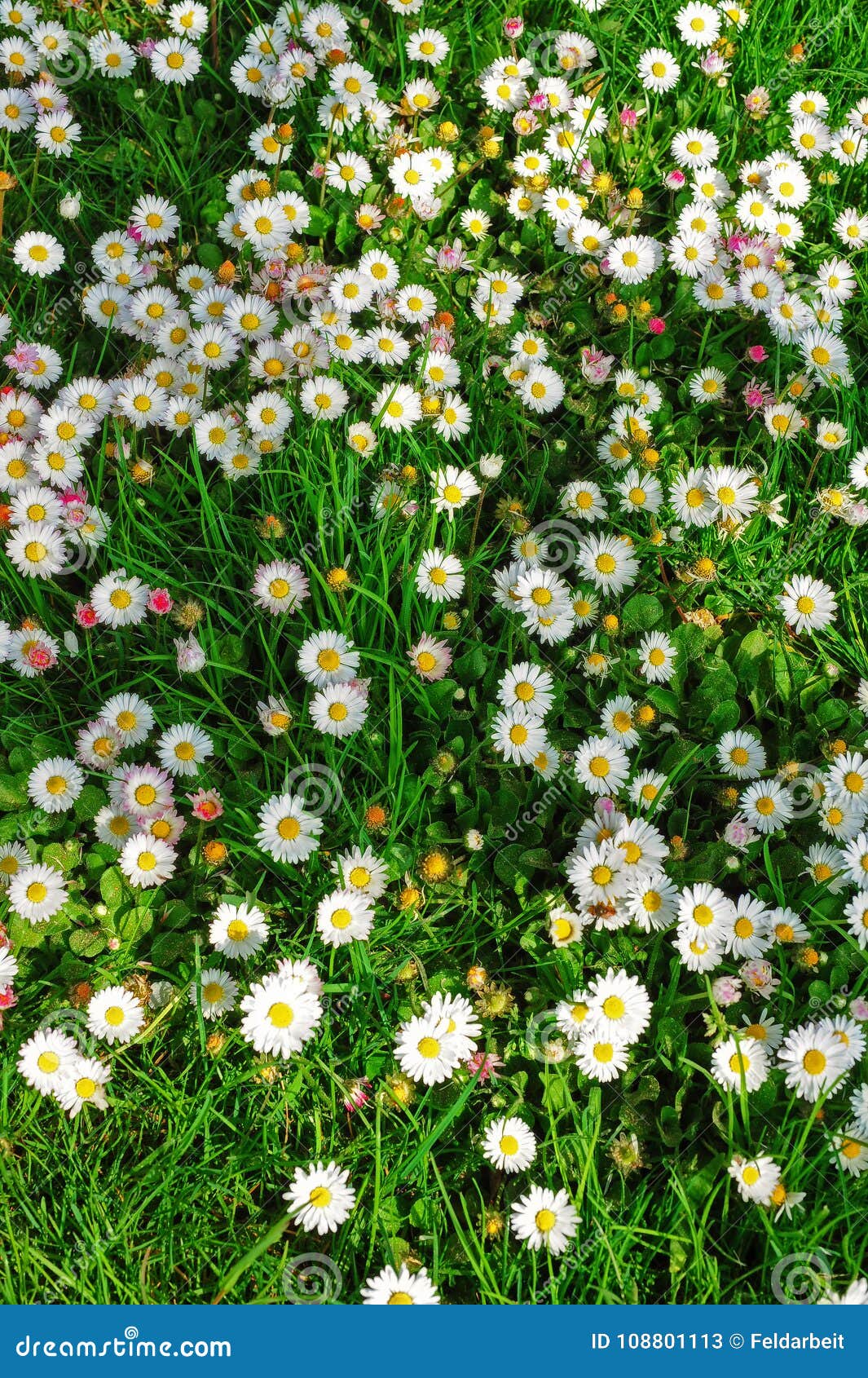 Spring meadow with daisies stock image. Image of daisy - 108801113