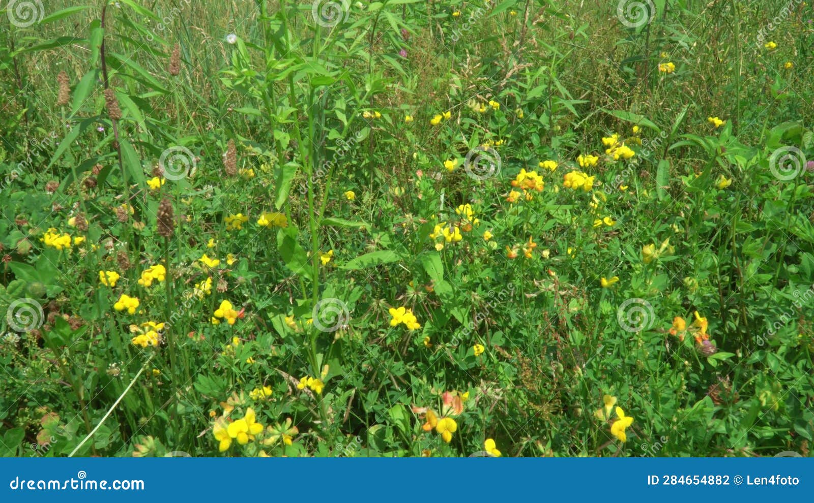 Close Up Spring Nature Landscape. Ground Forest Summer Background Stock ...