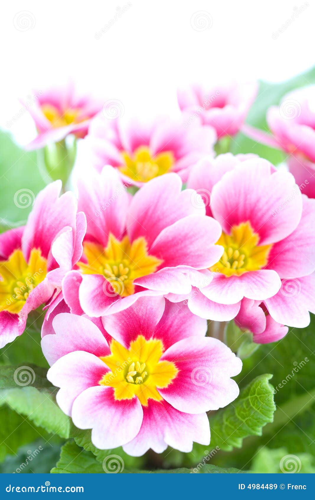 Close-up of a Spring Pink Flower Stock Image - Image of bloom, plant ...