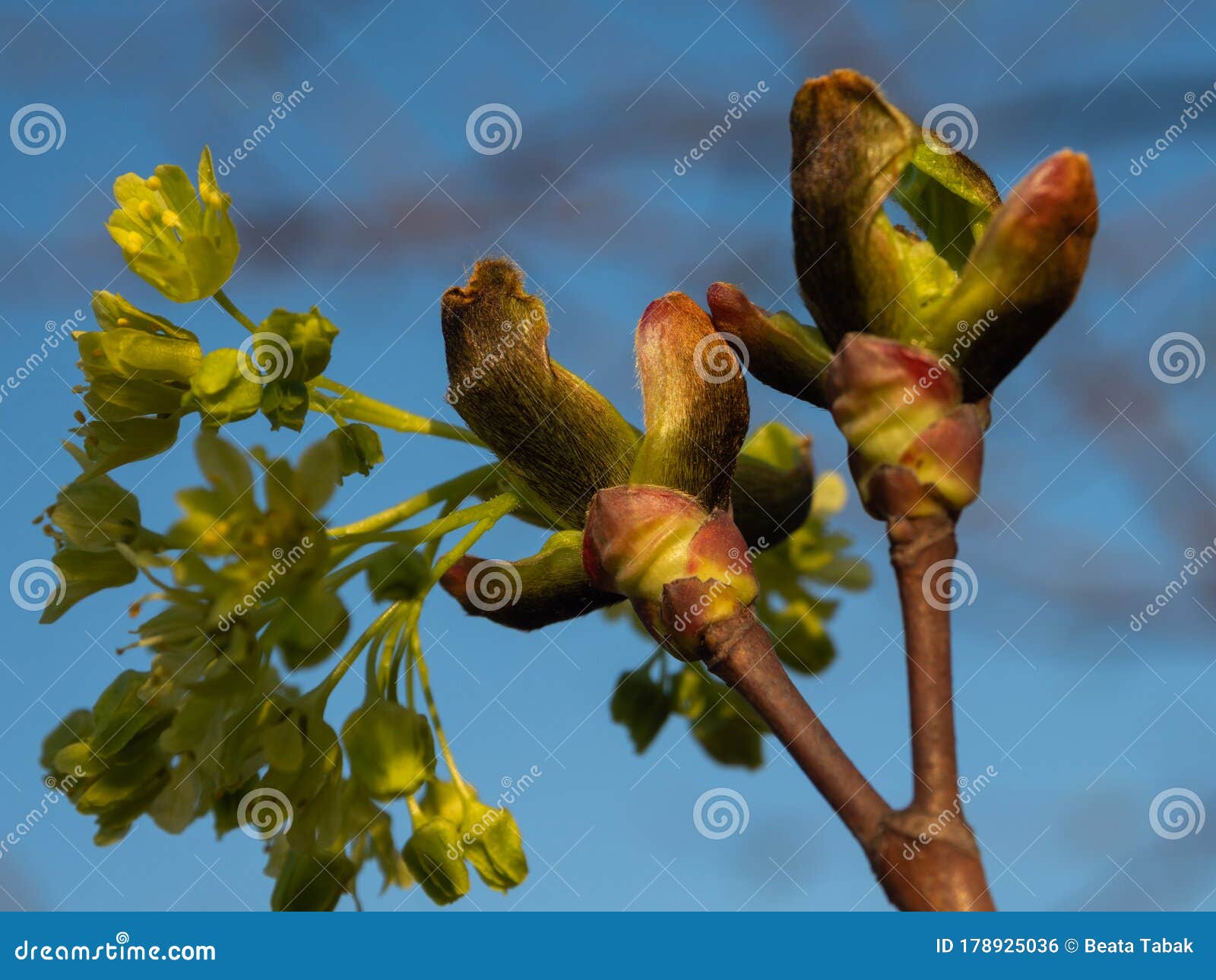 Close Up of Spring Tree Buds and Early Leaves. Selective Focus. Stock ...