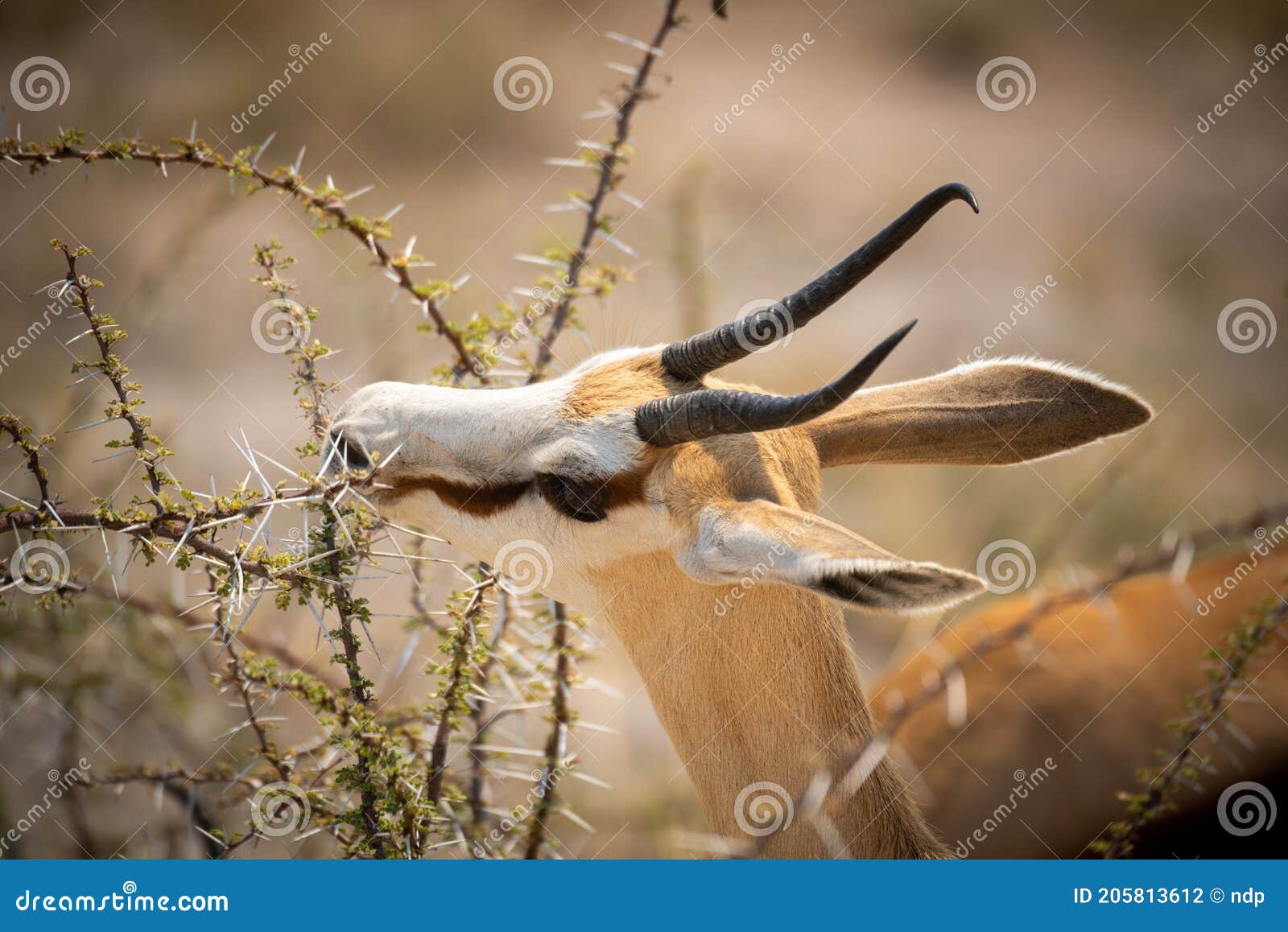 Close-up of Springbok Standing Feeding on Thornbush Stock Photo - Image ...