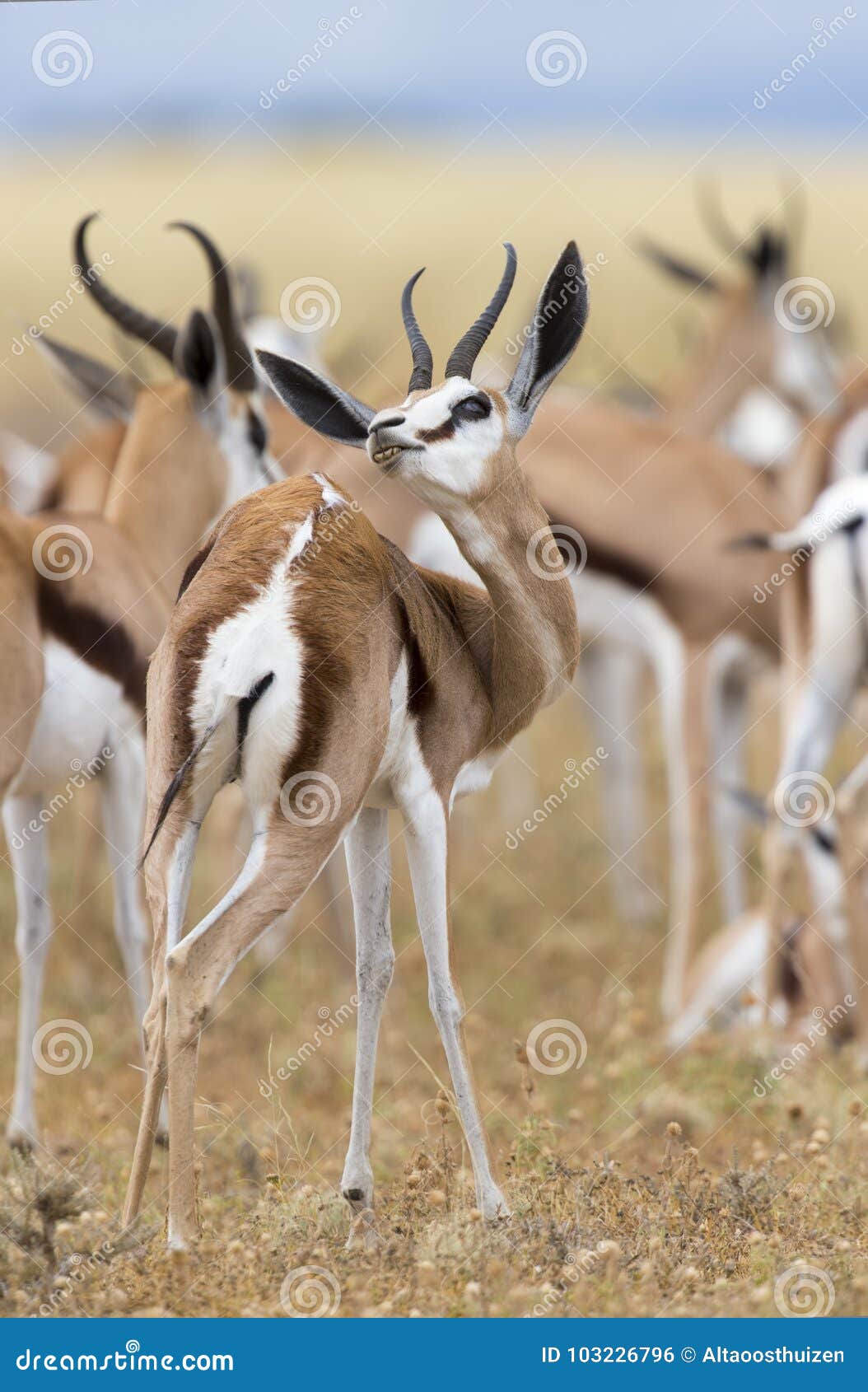 Close-up of a Springbok Standing in a Herd Looking Back Stock Photo ...