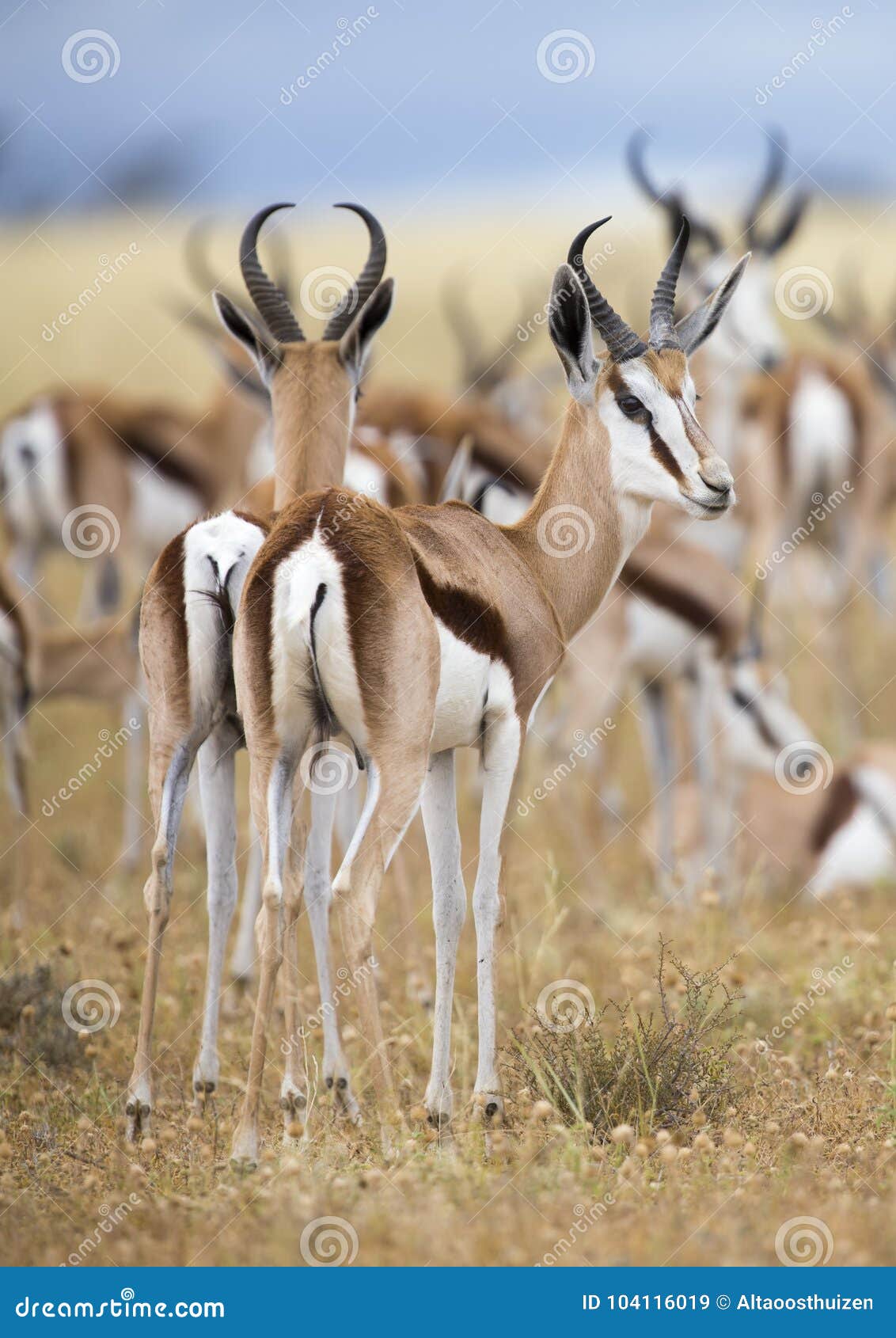 A Springbok Standing Side On With Ears Back Stock Image | CartoonDealer ...