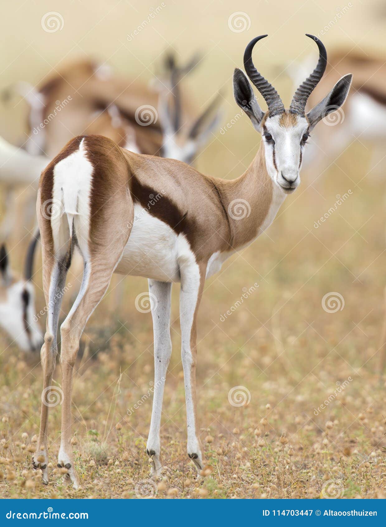 Close-up of a Springbok Standing in a Herd Looking Back Stock Image ...
