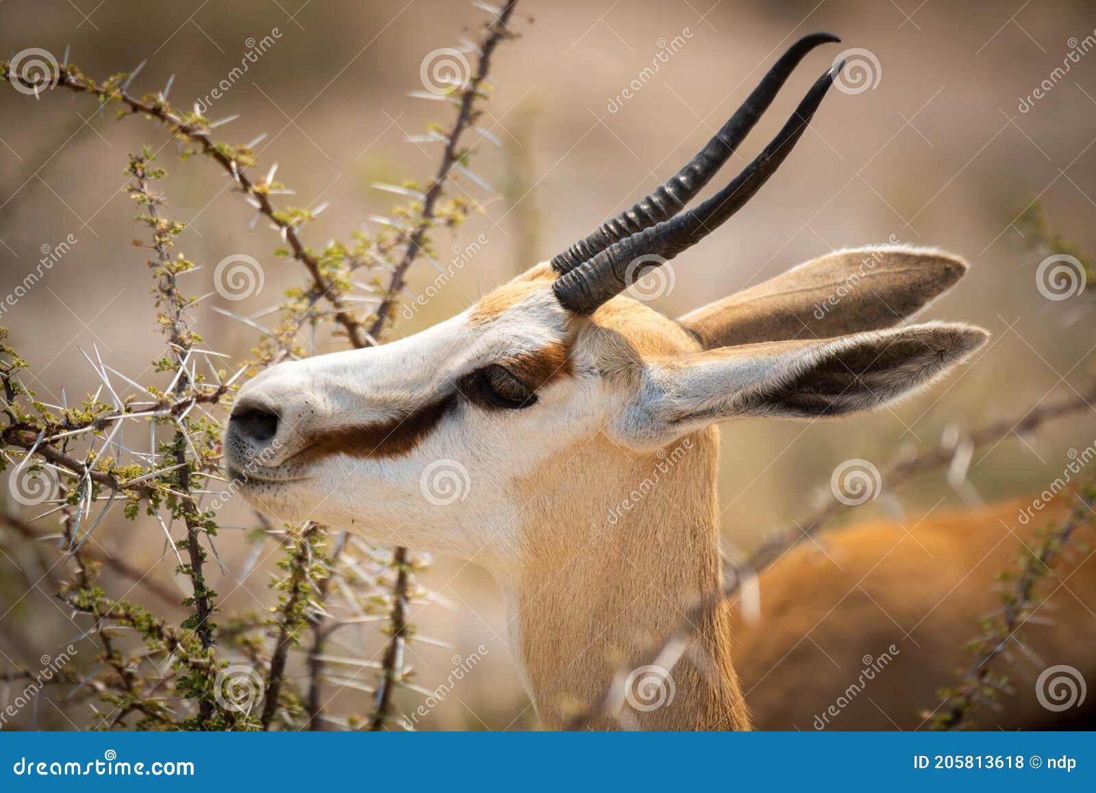 Close-up of Springbok Standing Munching on Thornbush Stock Photo ...
