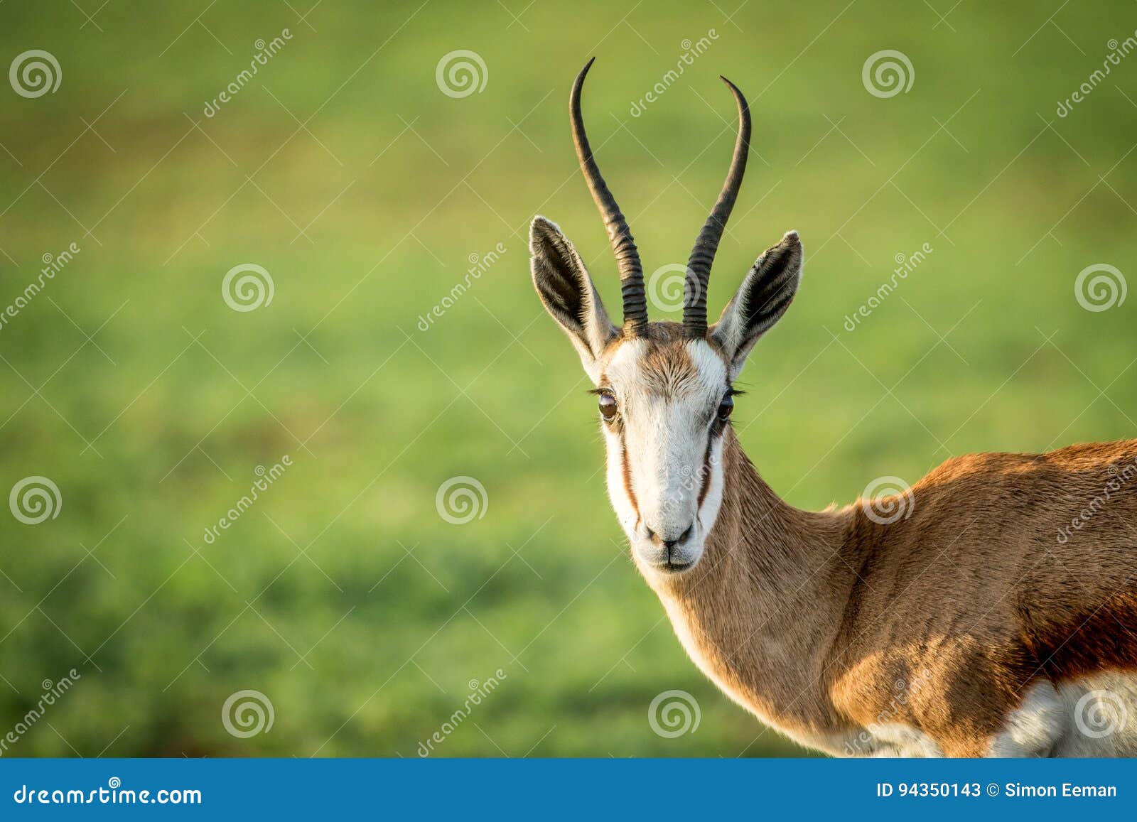 Close Up of a Springbok Starring at the Camera. Stock Image - Image of ...