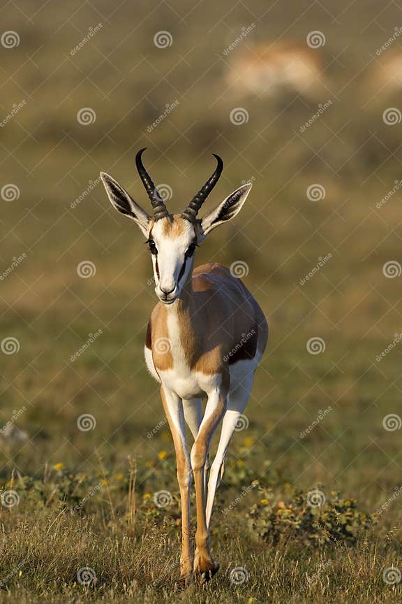 Close-up of Springbok Walking in Grass-field Stock Image - Image of ...
