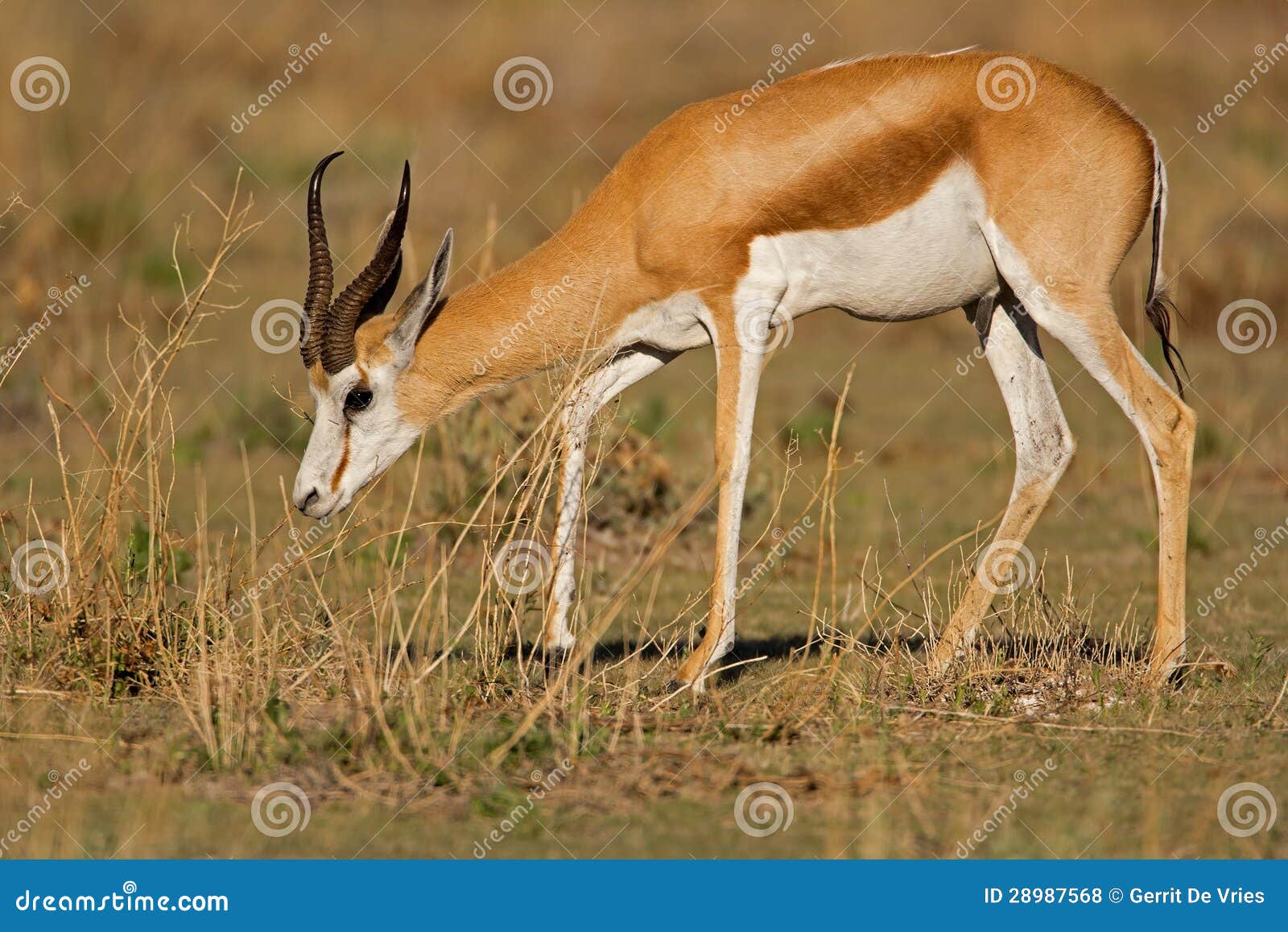 Close-up of Springbok Walking in Grass-field Stock Photo - Image of ...